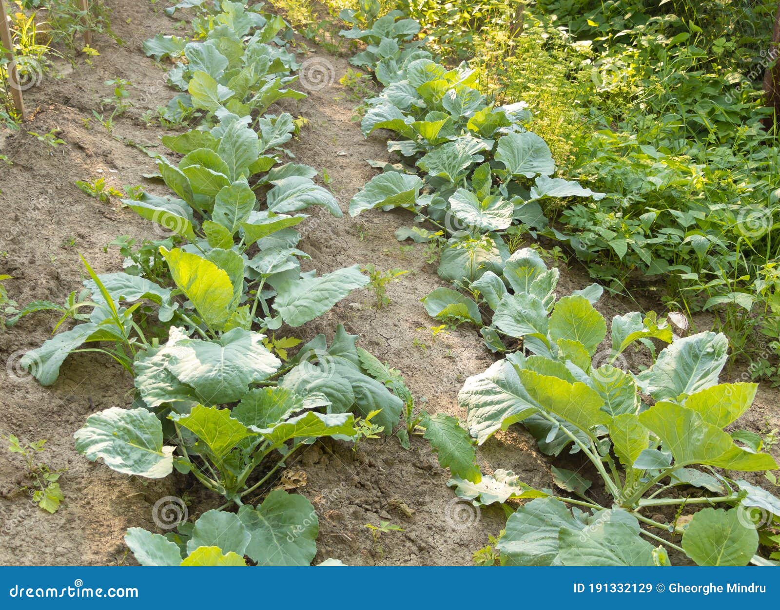 Cabbage Grows in the Garden. How To Grow Cabbage at Home Stock Image ...