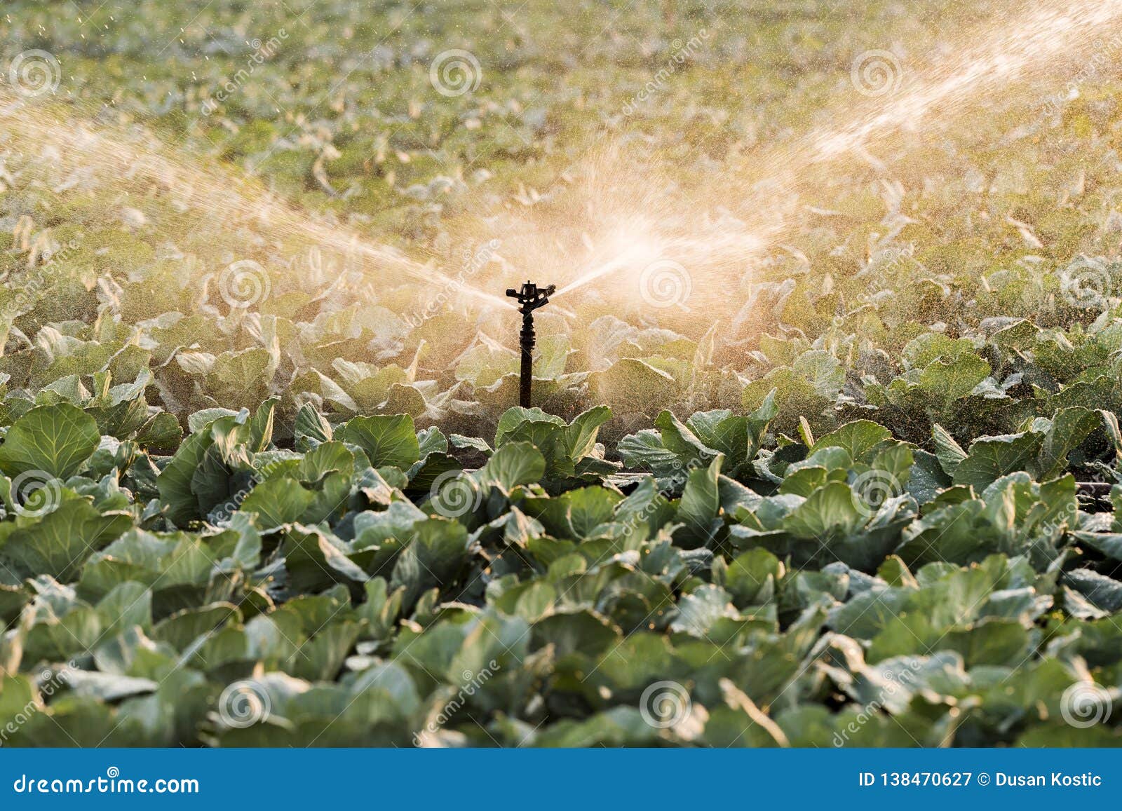Cabbage Grows in the Garden Stock Image - Image of leaf, leaves: 138470627