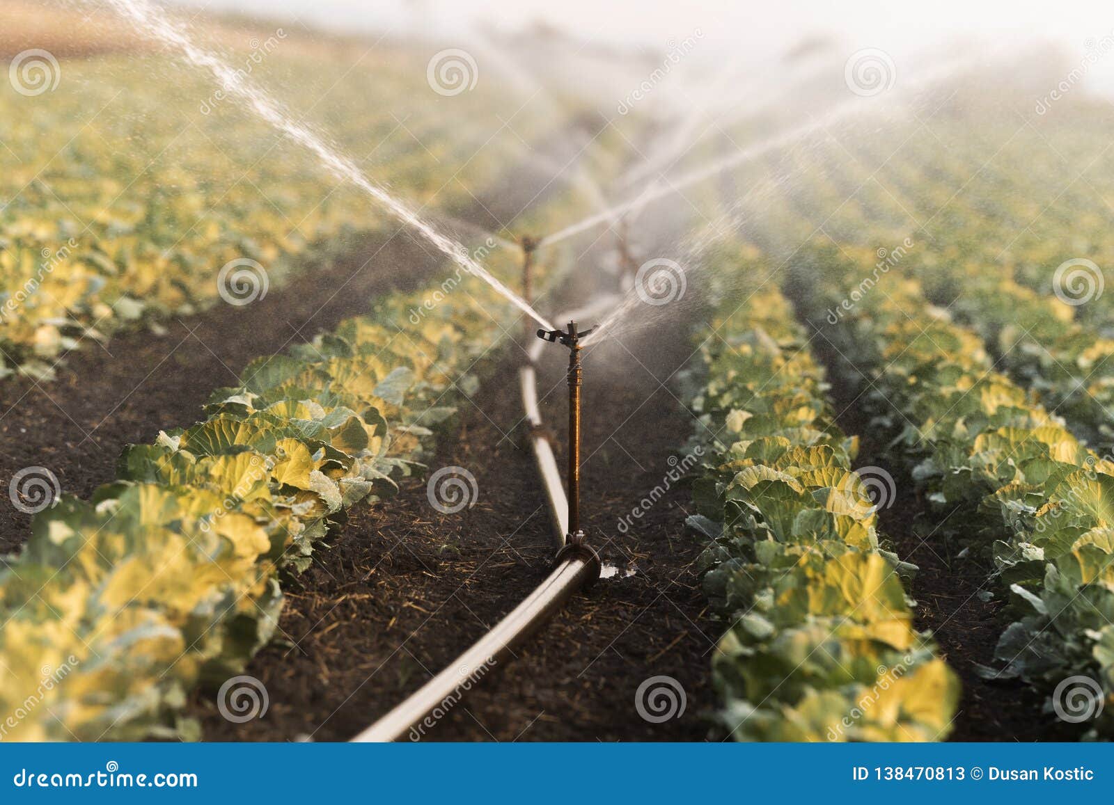 Cabbage Grows in the Garden Stock Image - Image of organic ...