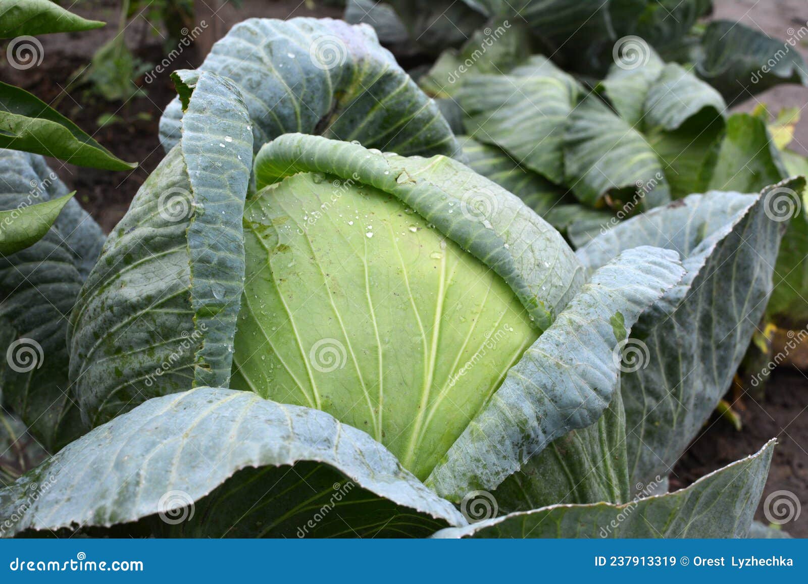 Cabbage Grows in the Garden Stock Image - Image of green, land: 237913319