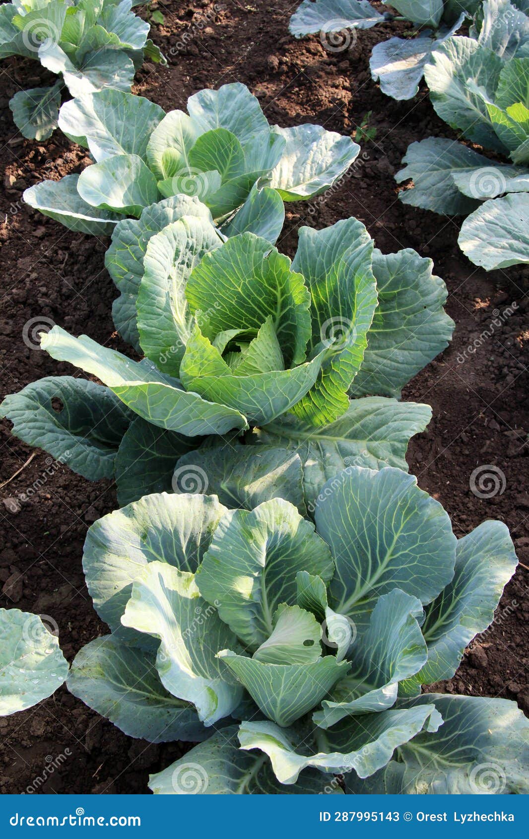 Cabbage Grows in the Garden Stock Image - Image of farm, growth: 287995143