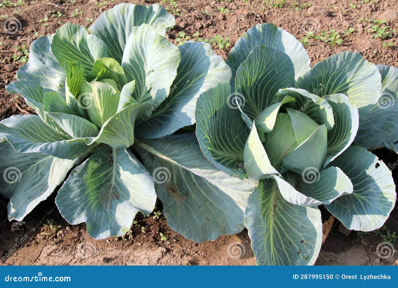 Cabbage Grows in the Garden Stock Photo - Image of agriculture, food ...