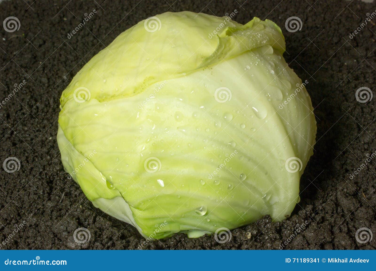 Cabbage stock image. Image of dirt, fresh, closeup, outdoor - 71189341
