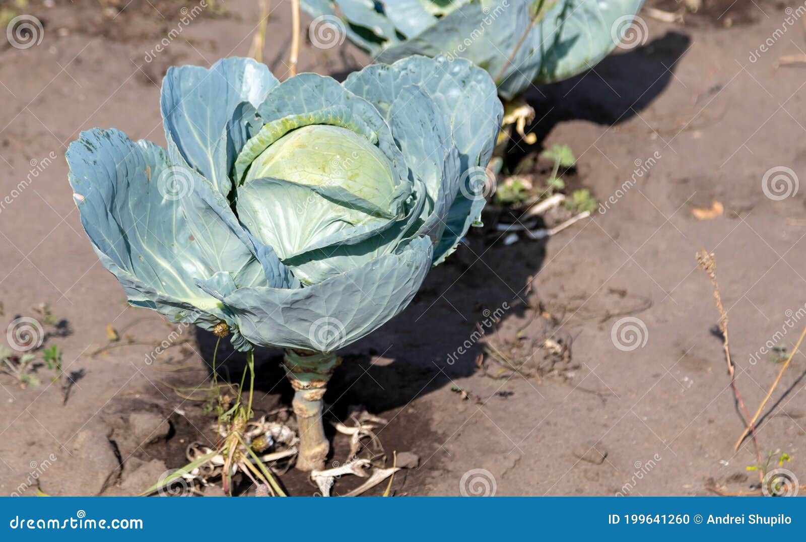 Cabbage Grows in the Ground Stock Photo - Image of nutrition, summer ...