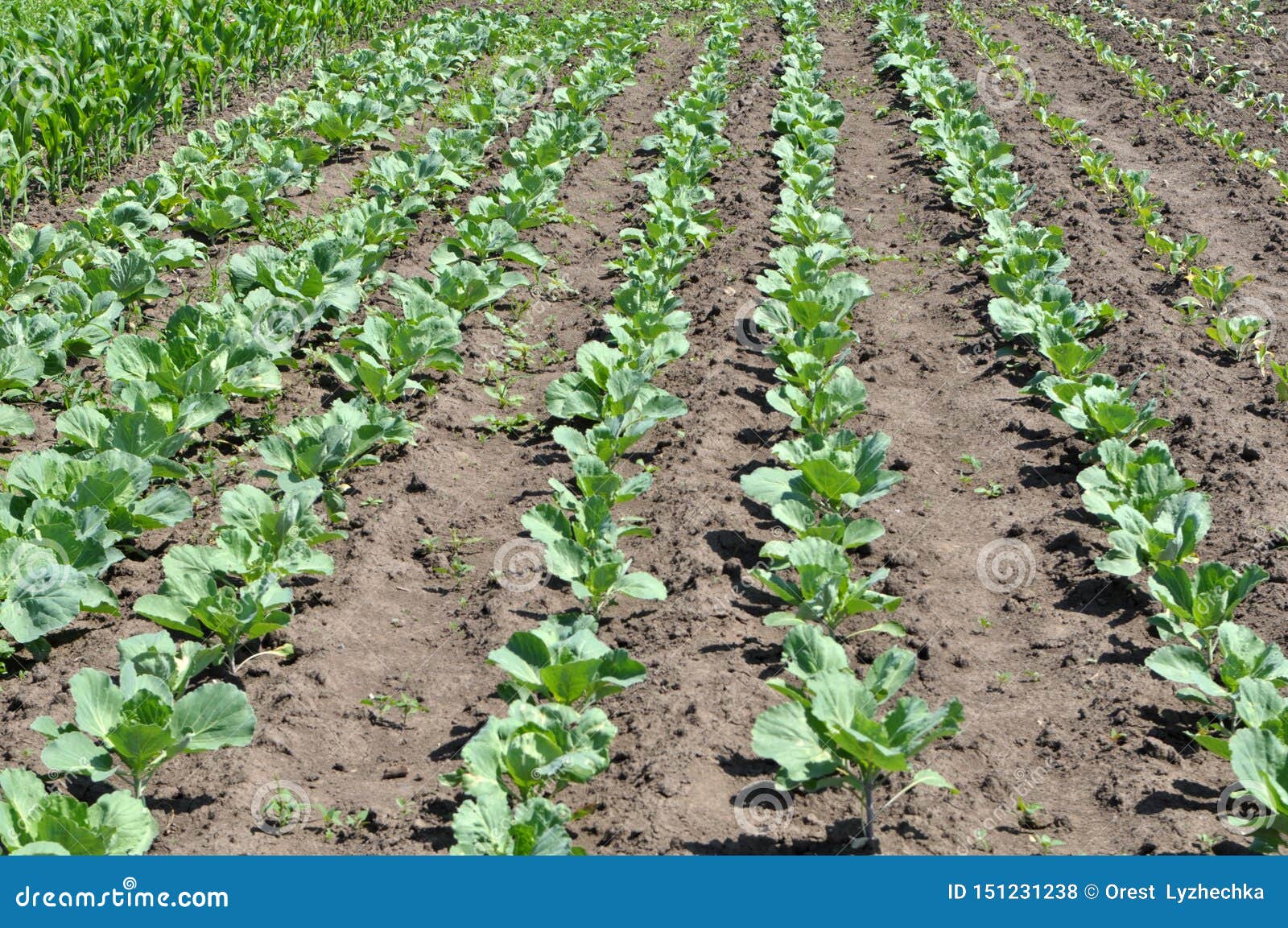 Cabbage Grows in the Open Ground Stock Photo - Image of healthy ...