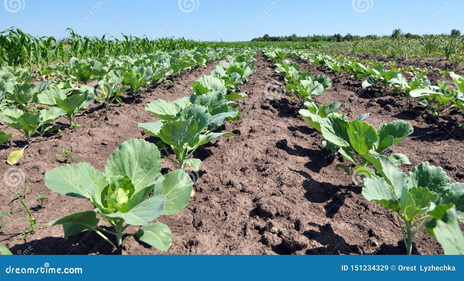 Cabbage Grows in the Open Ground Stock Image - Image of cabbage, farm ...