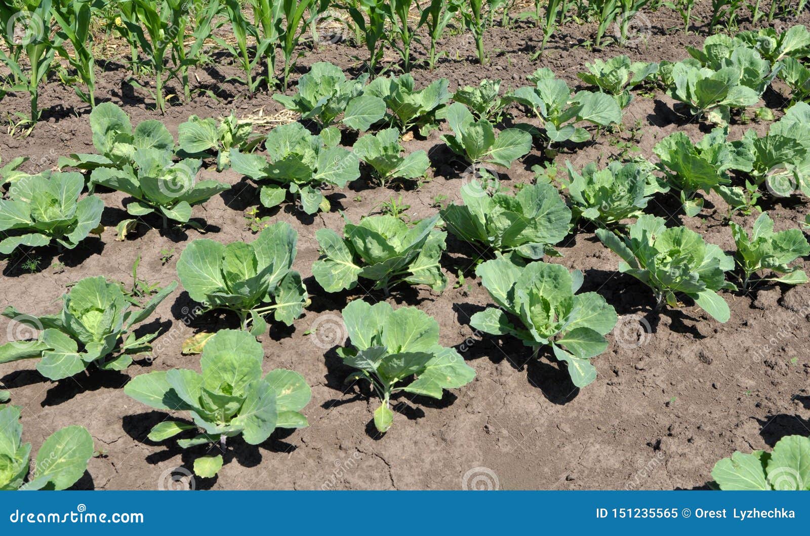 Cabbage Grows in the Open Ground Stock Image - Image of fresh, health ...