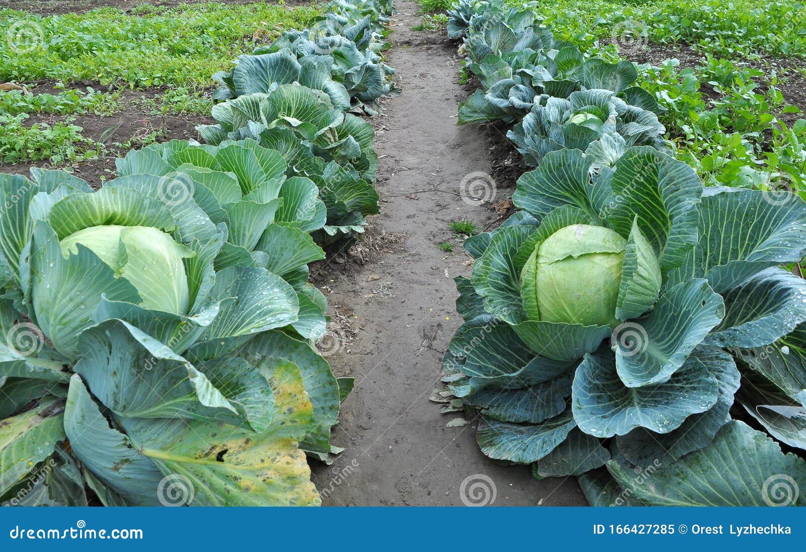 Cabbage Grows in the Open Ground Stock Image - Image of leaves, summer ...