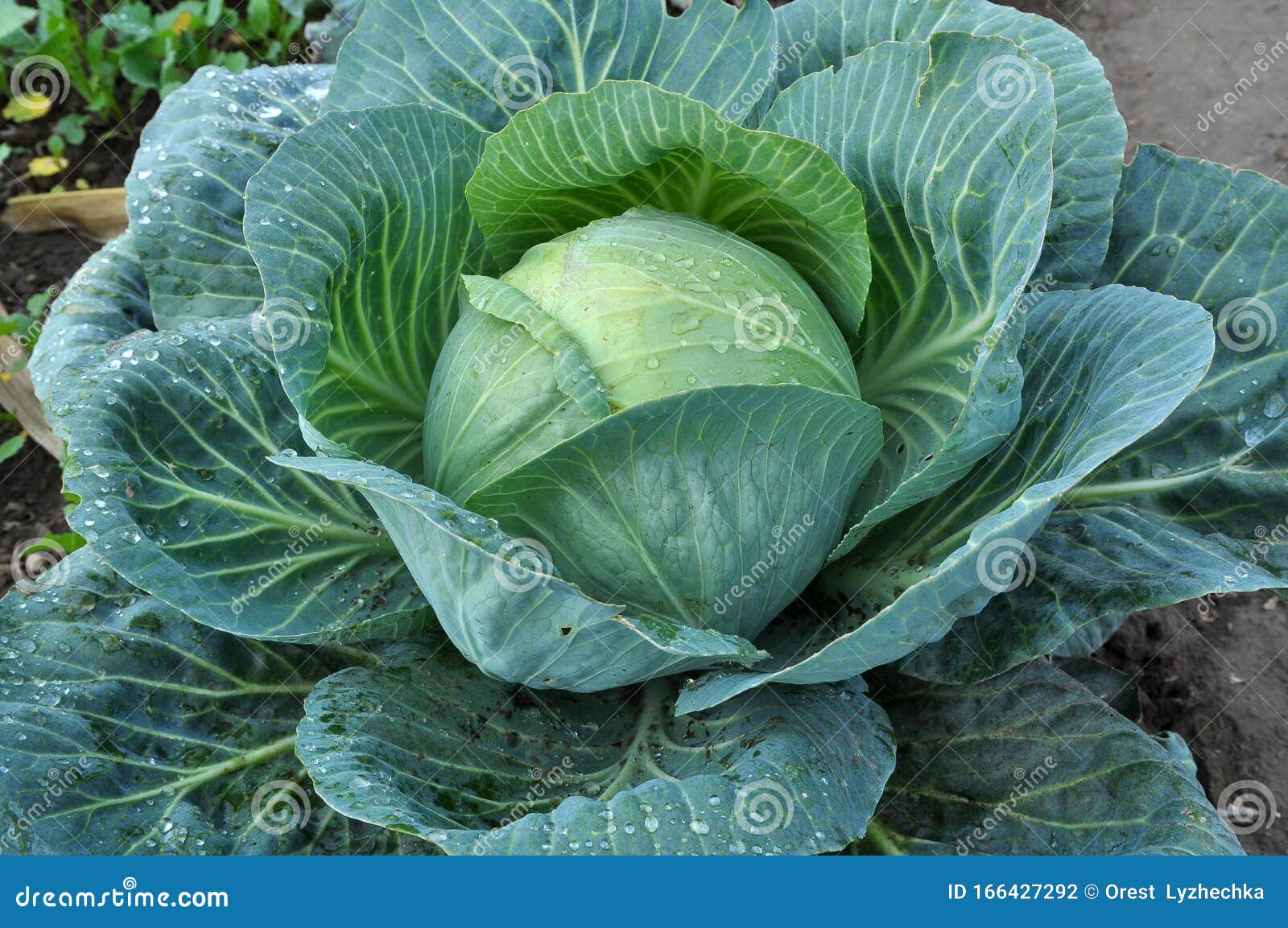 Cabbage Grows in the Open Ground Stock Photo - Image of organic, leaves ...