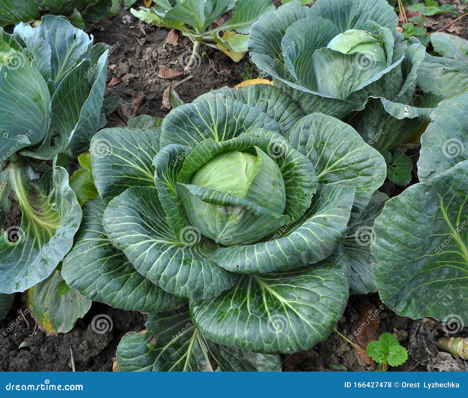 Cabbage Grows in the Open Ground Stock Photo - Image of head, crop ...