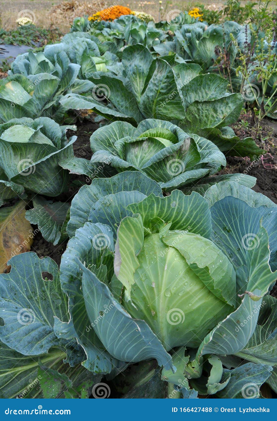 Cabbage Grows in the Open Ground Stock Photo - Image of ground, soil ...