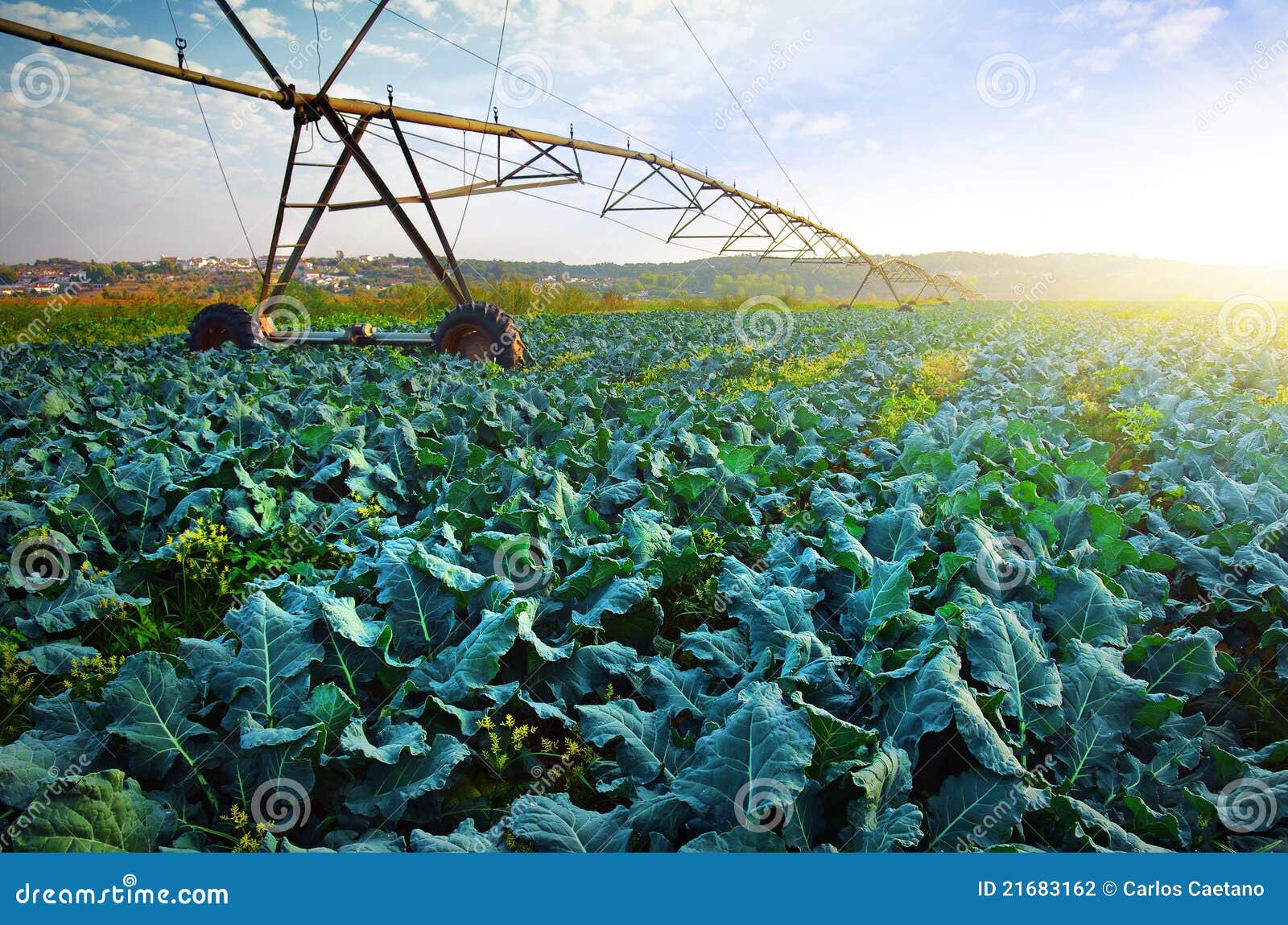 Cabbage Growth stock photo. Image of fresh, agriculture - 21683162