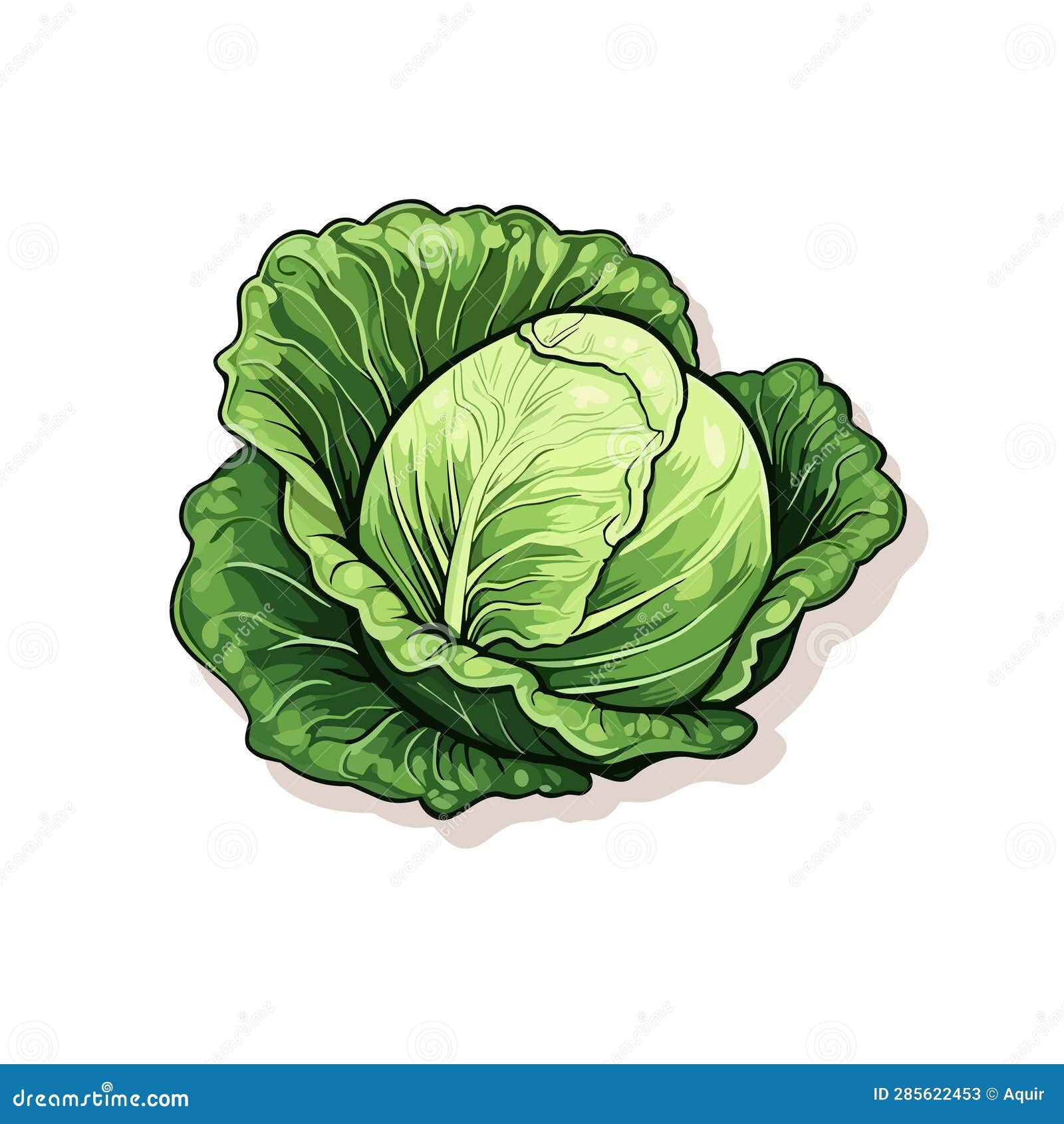 Cabbage Hand-drawn Illustration. Cabbage. Vector Doodle Style Cartoon ...
