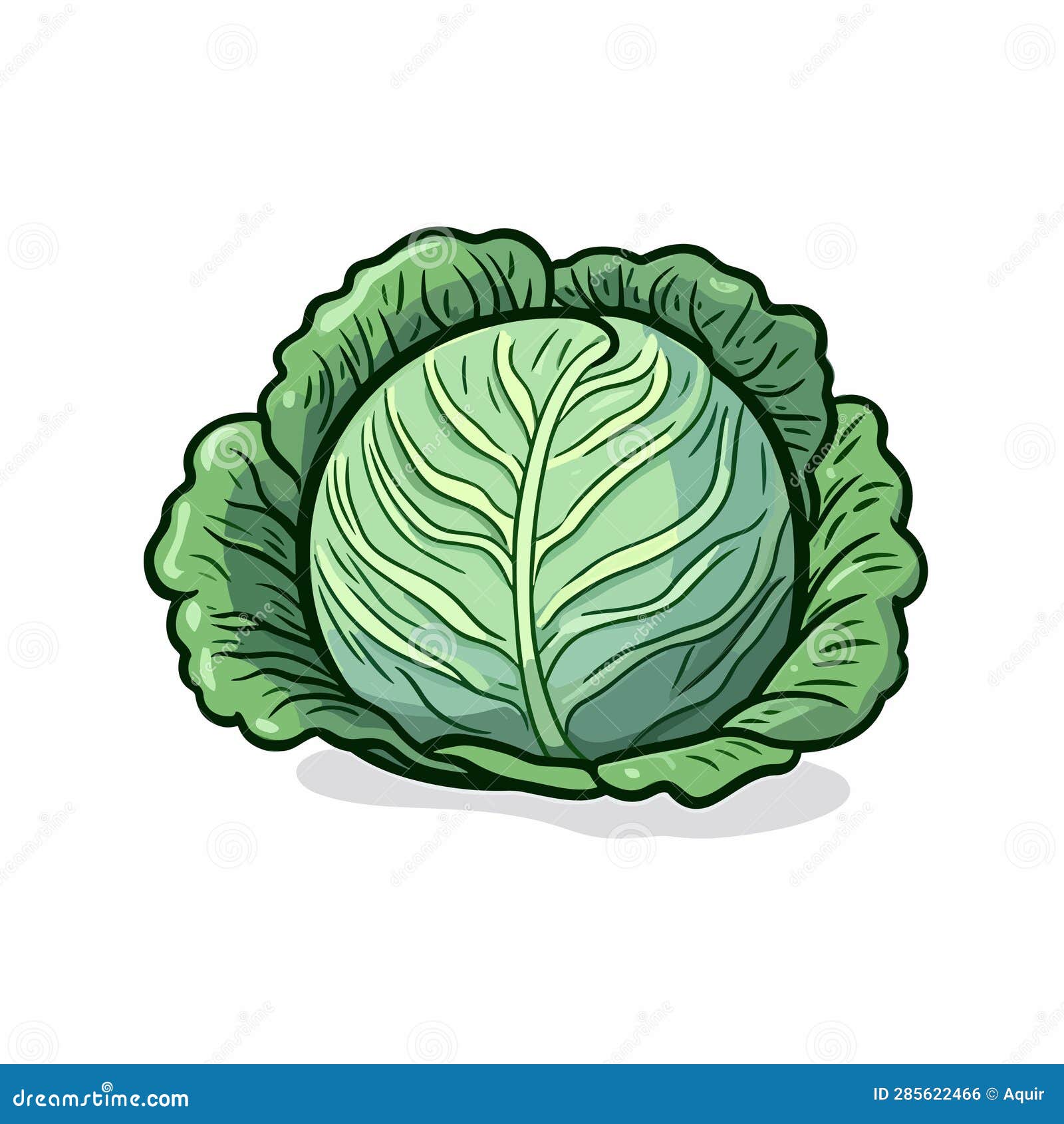 Cabbage Hand-drawn Illustration. Cabbage. Vector Doodle Style Cartoon ...