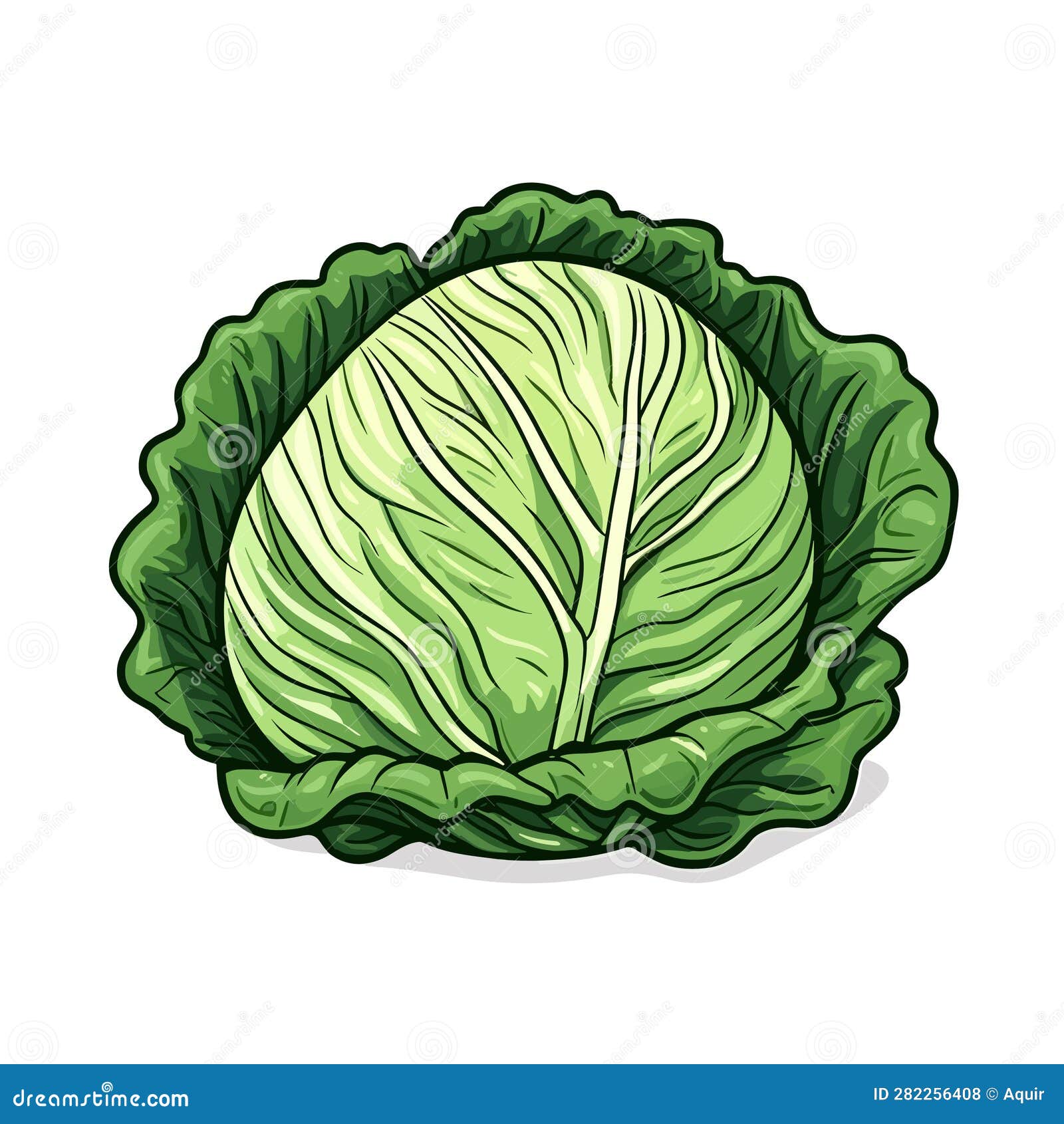 Cabbage Hand-drawn Illustration. Cabbage. Vector Doodle Style Cartoon ...