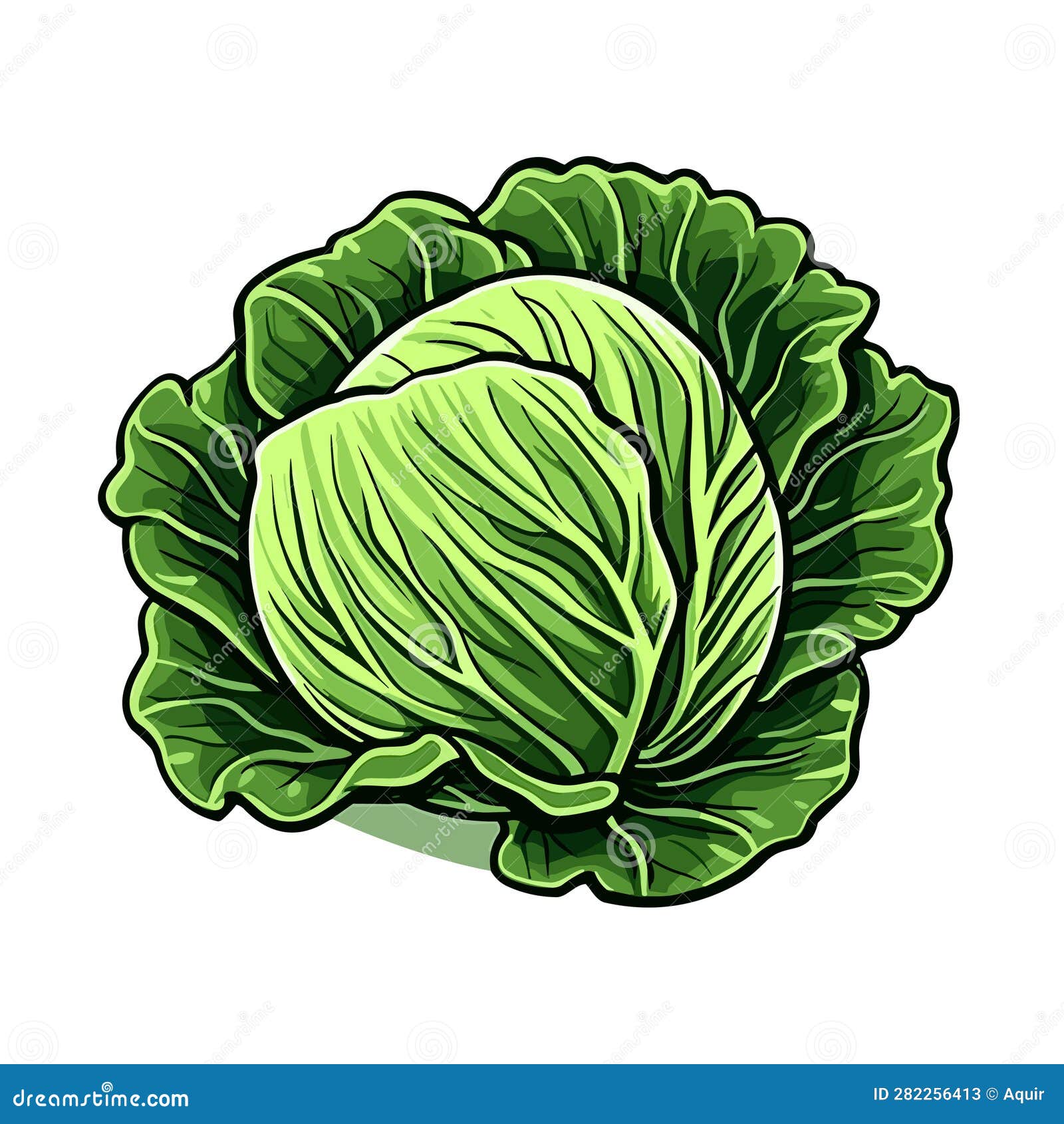 Cabbage Hand-drawn Illustration. Cabbage. Vector Doodle Style Cartoon ...
