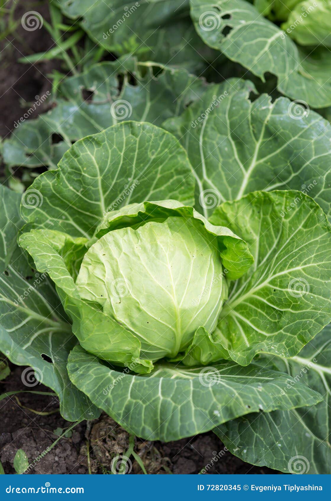 Cabbage Harvest in the Garden Stock Image - Image of field, farming ...