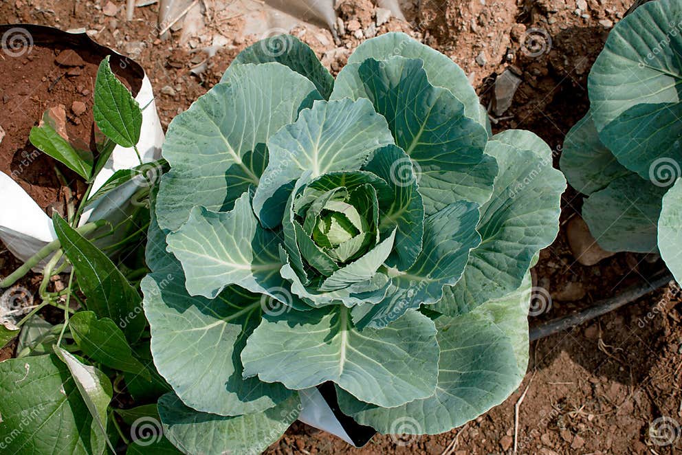 Cabbage Harvesting Using Modern Technology in the Farm Stock Photo ...