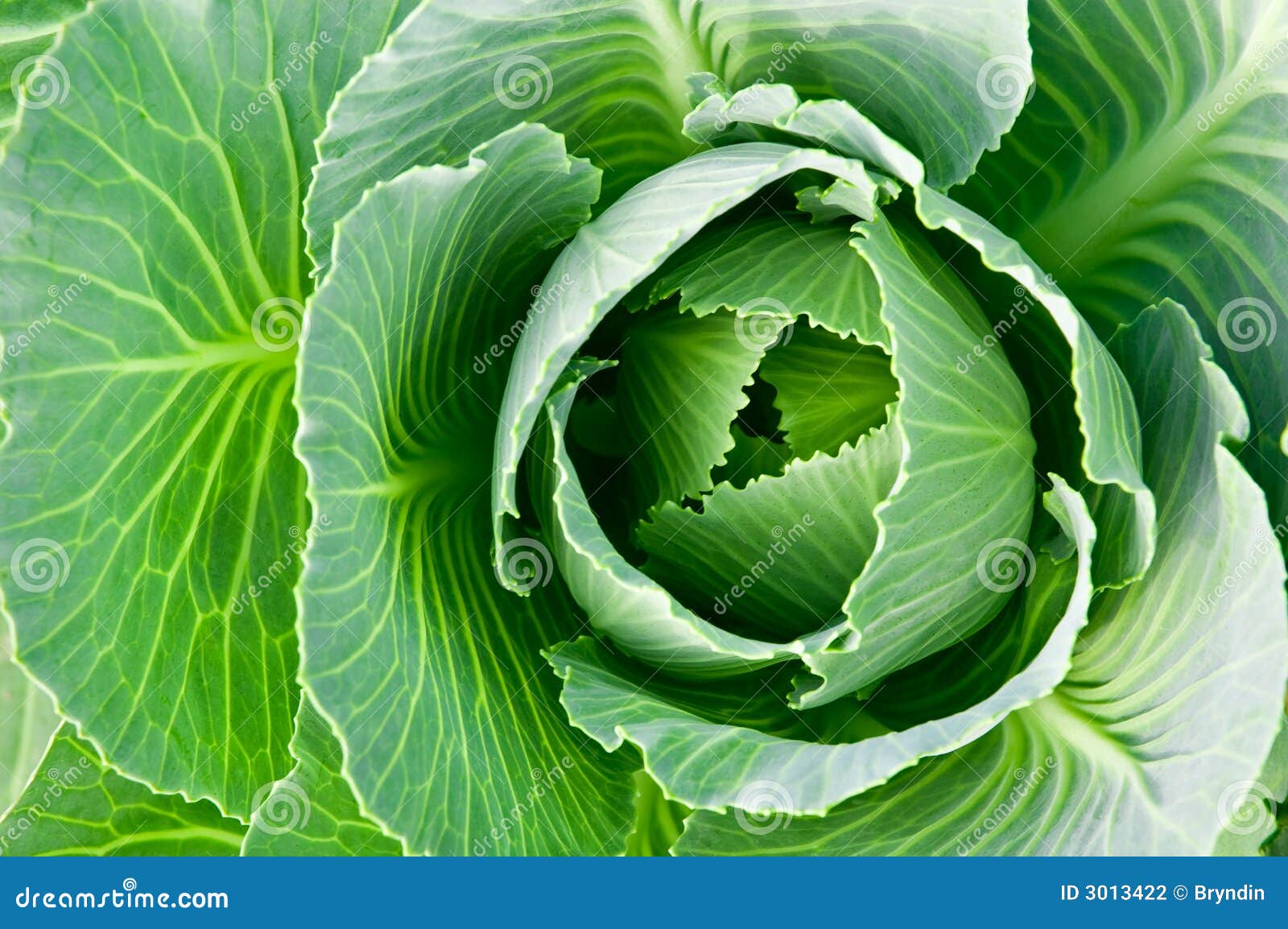 Cabbage head stock photo. Image of cabbage, farm, foliage - 3013422