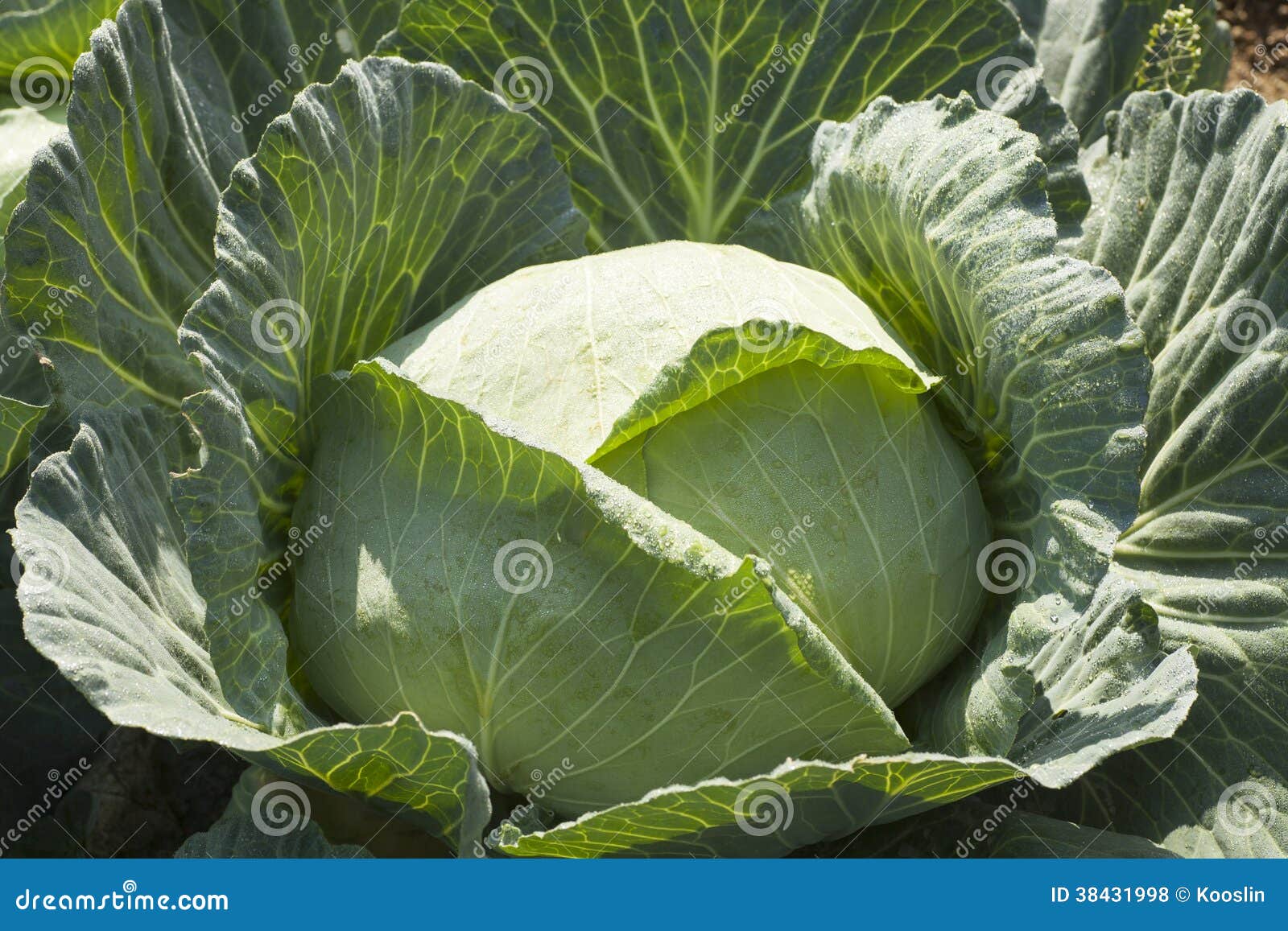 Cabbage Head Growing On Vegetable Bed Royalty-Free Stock Image ...