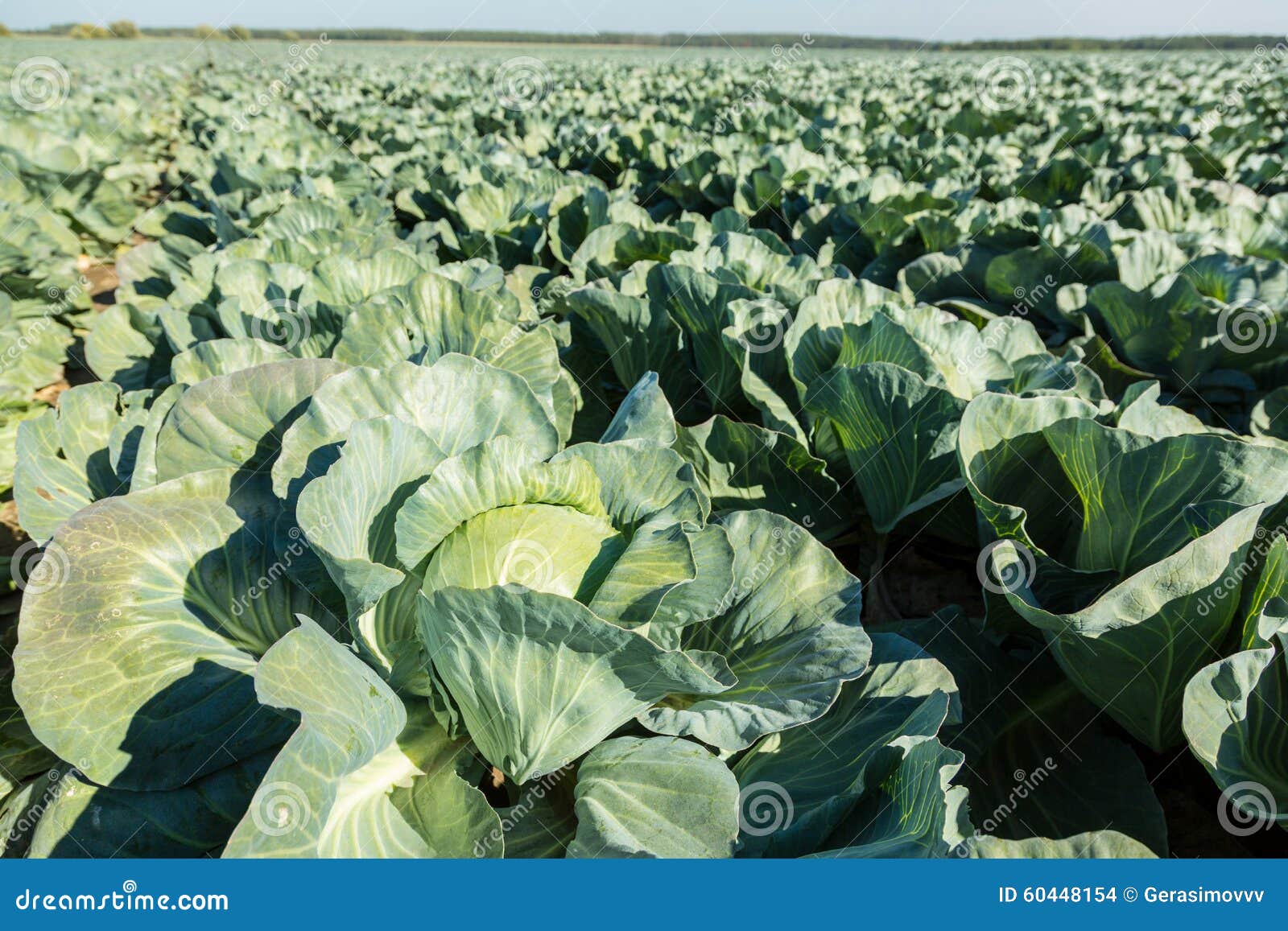 Cabbage head stock photo. Image of plant, farming, field - 60448154