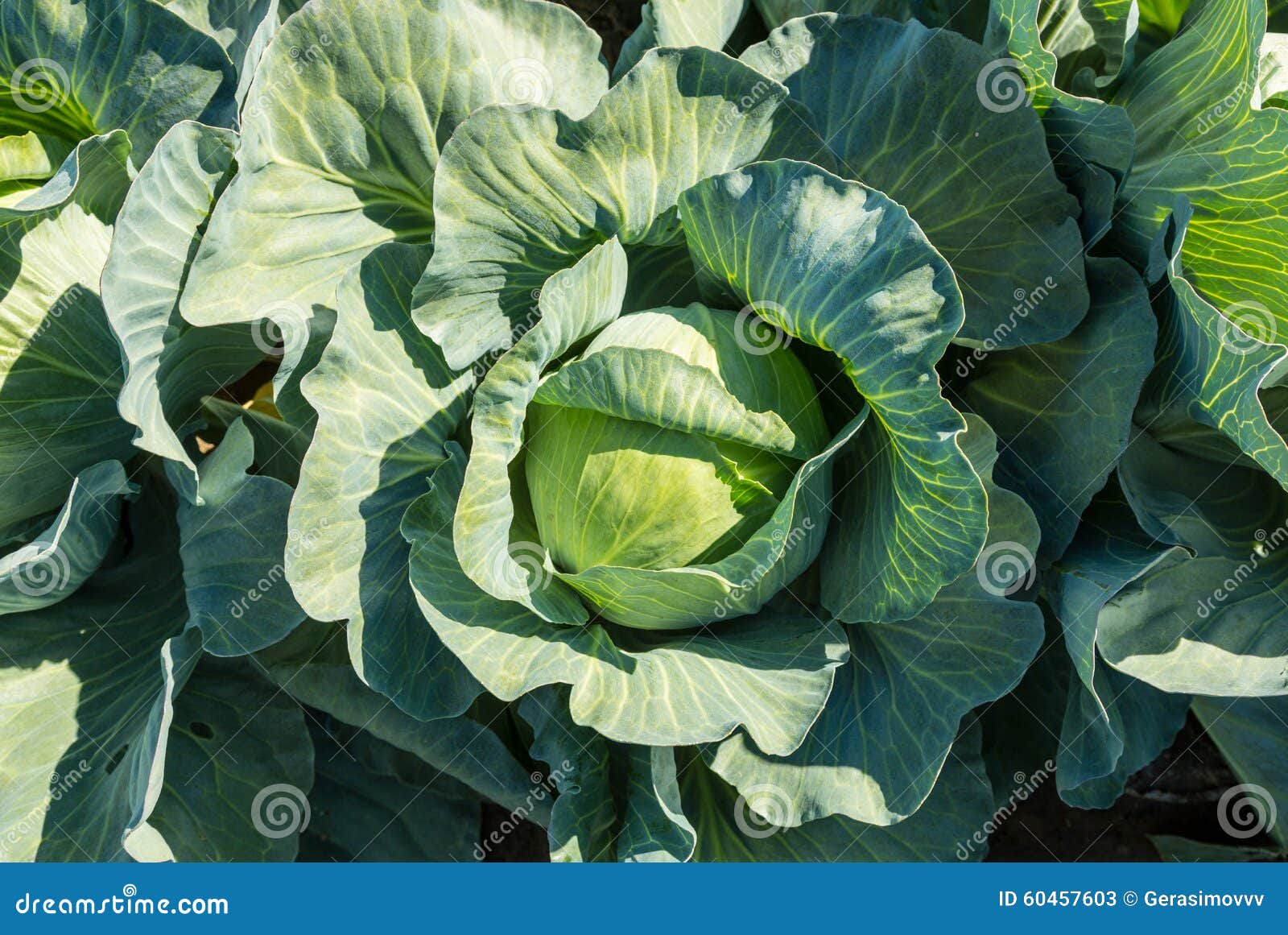 Cabbage head stock image. Image of growing, vegetarian - 60457603