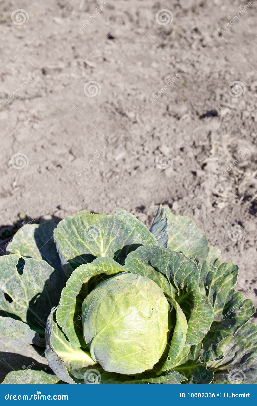 Cabbage head growing stock photo. Image of leaves, healthy - 10602336