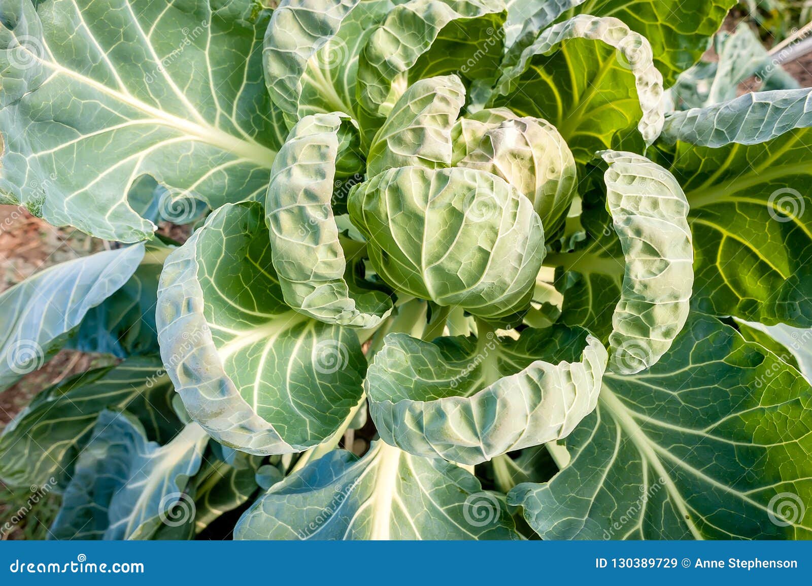 A Cabbage Head Grows Surrounded and Protected by Fanned Out Leaves ...