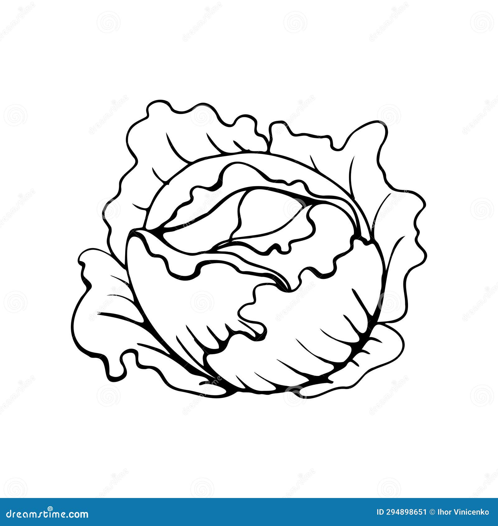 Cabbage Head, Cole Simple Vector Illustration For Background. One Line ...