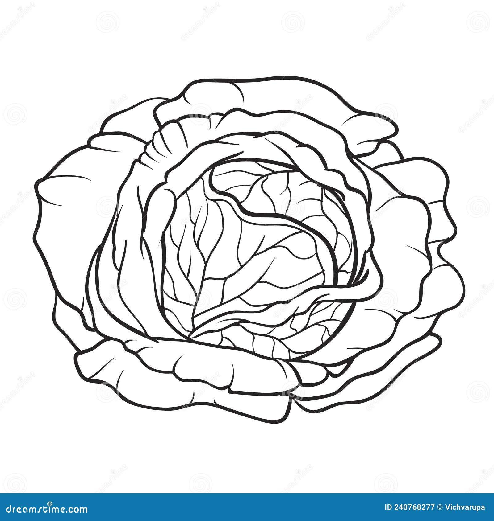 Cabbage Head Sketch, Coloring Book, Isolated Object on White Background ...