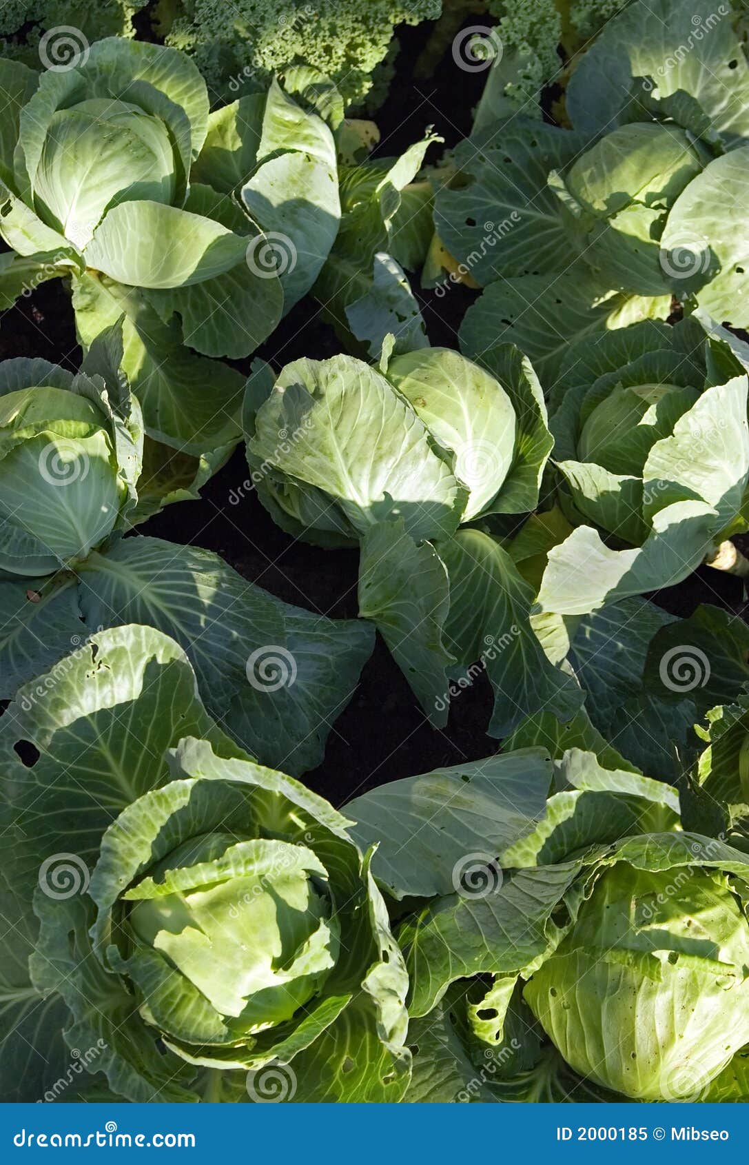 Cabbage heads stock image. Image of gardening, edible - 2000185