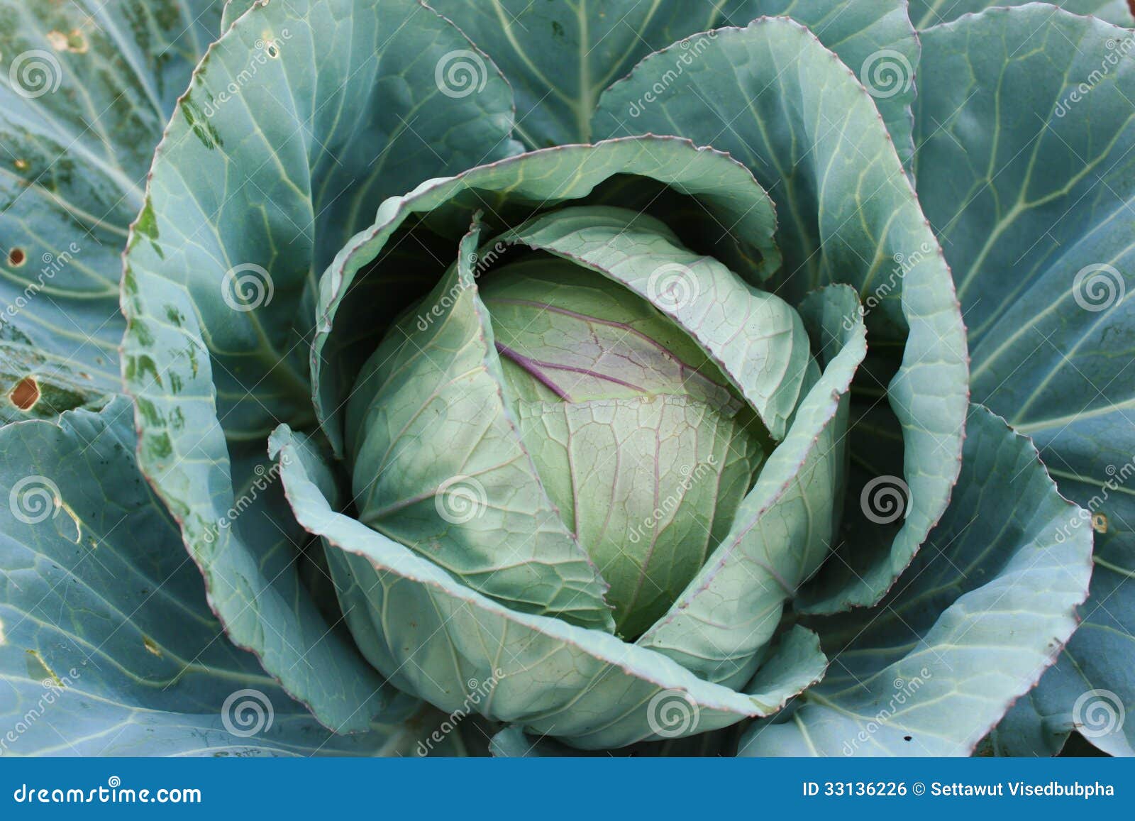 Cabbage heart stock photo. Image of foliage, biology - 33136226