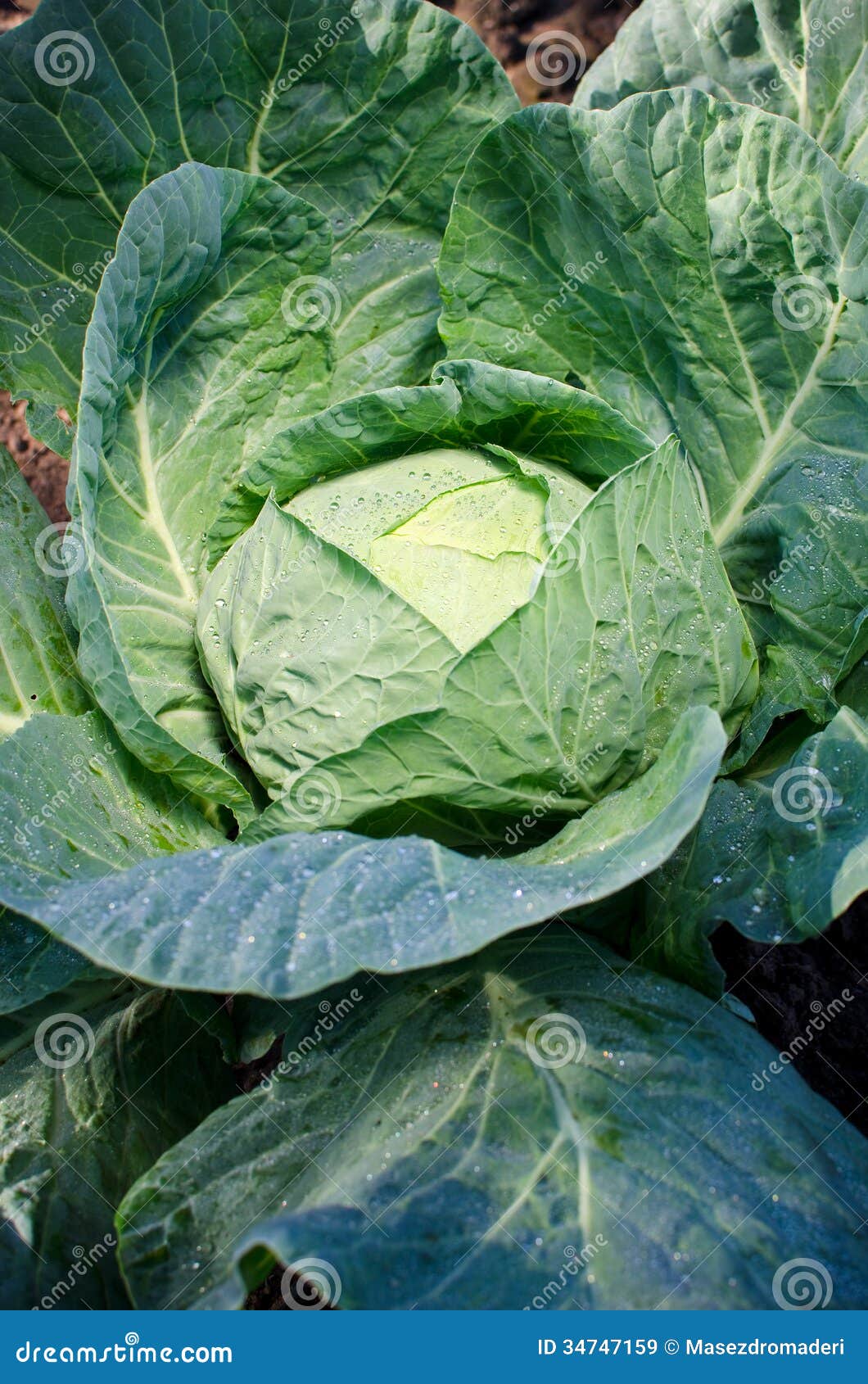 Cabbage stock image. Image of food, healthy, vegetable - 34747159