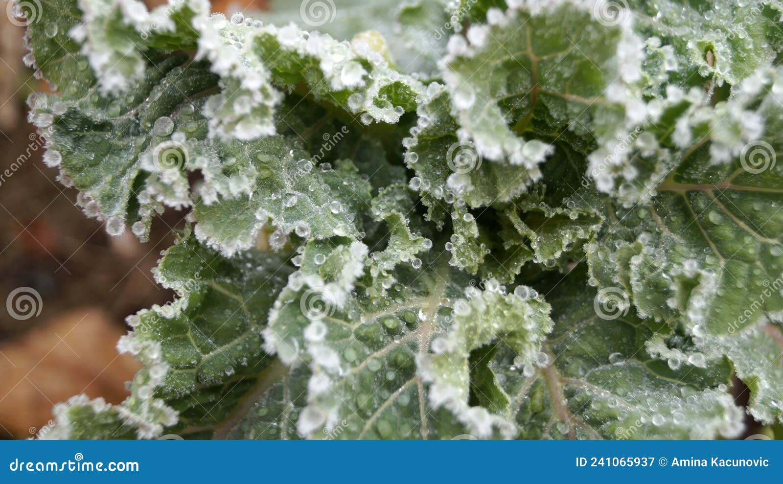 Cabbage in an ice suit. stock image. Image of close - 241065937