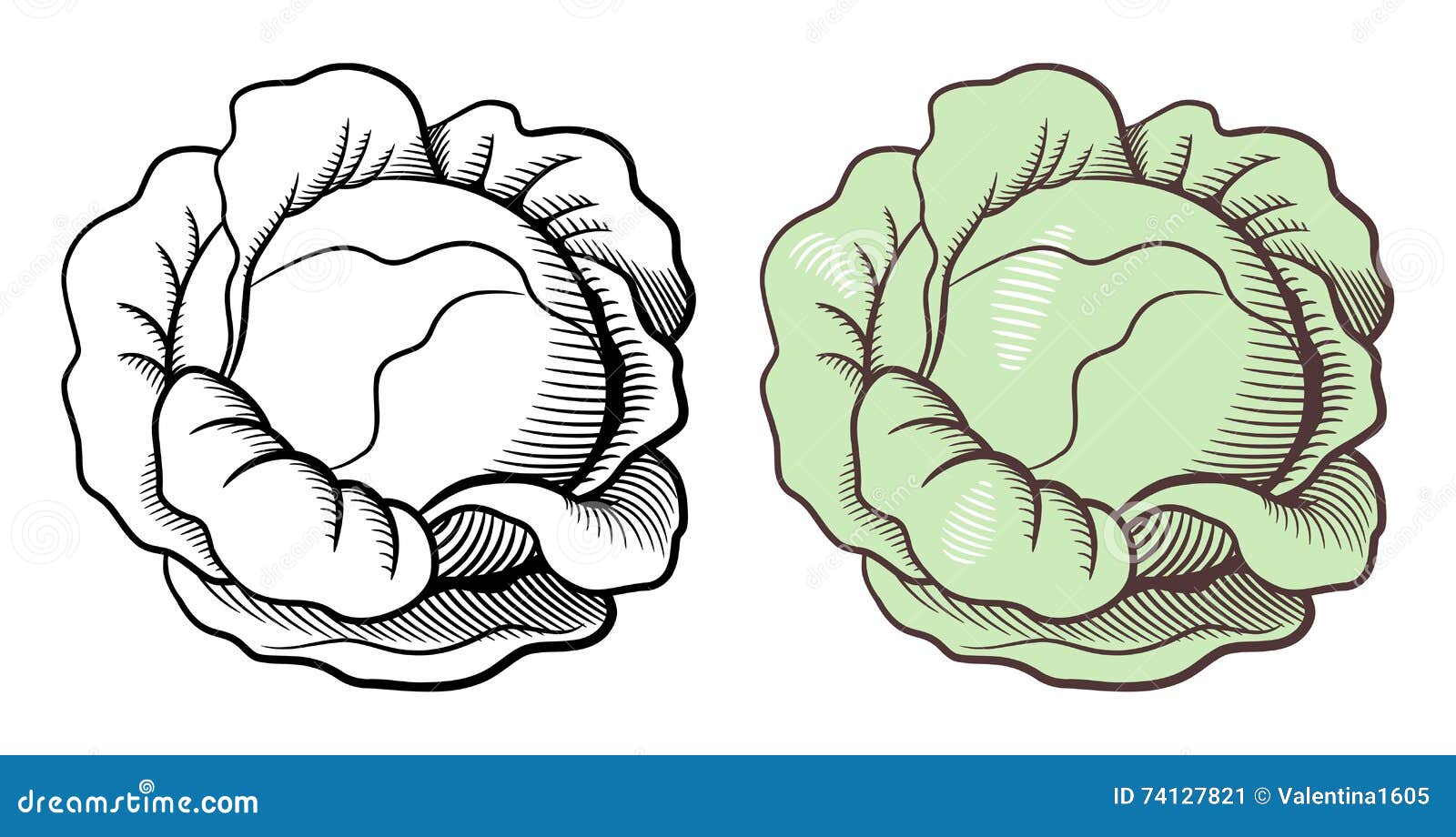 Cabbage illustration stock vector. Illustration of fruit - 74127821