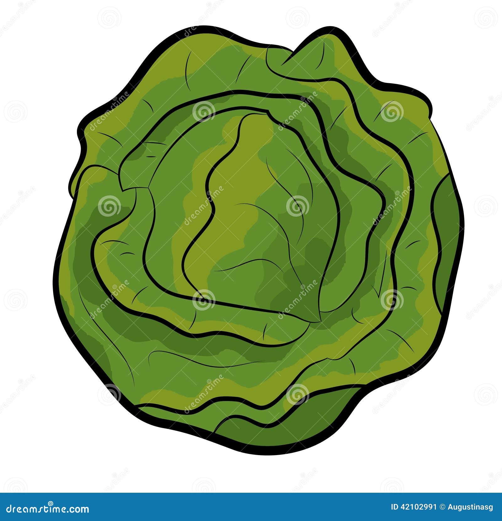 Cabbage illustration stock illustration. Illustration of grape - 42102991