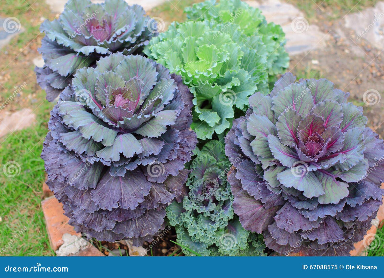 Cabbage stock image. Image of cabbage, decorating, beautiful - 67088575