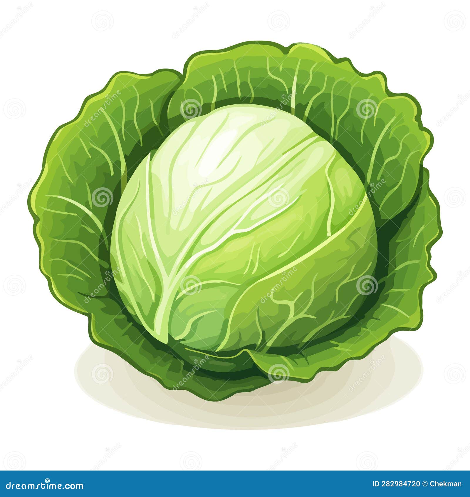 Cabbage Image. Cute Image of an Isolated Cabbage. Vector Illustration ...