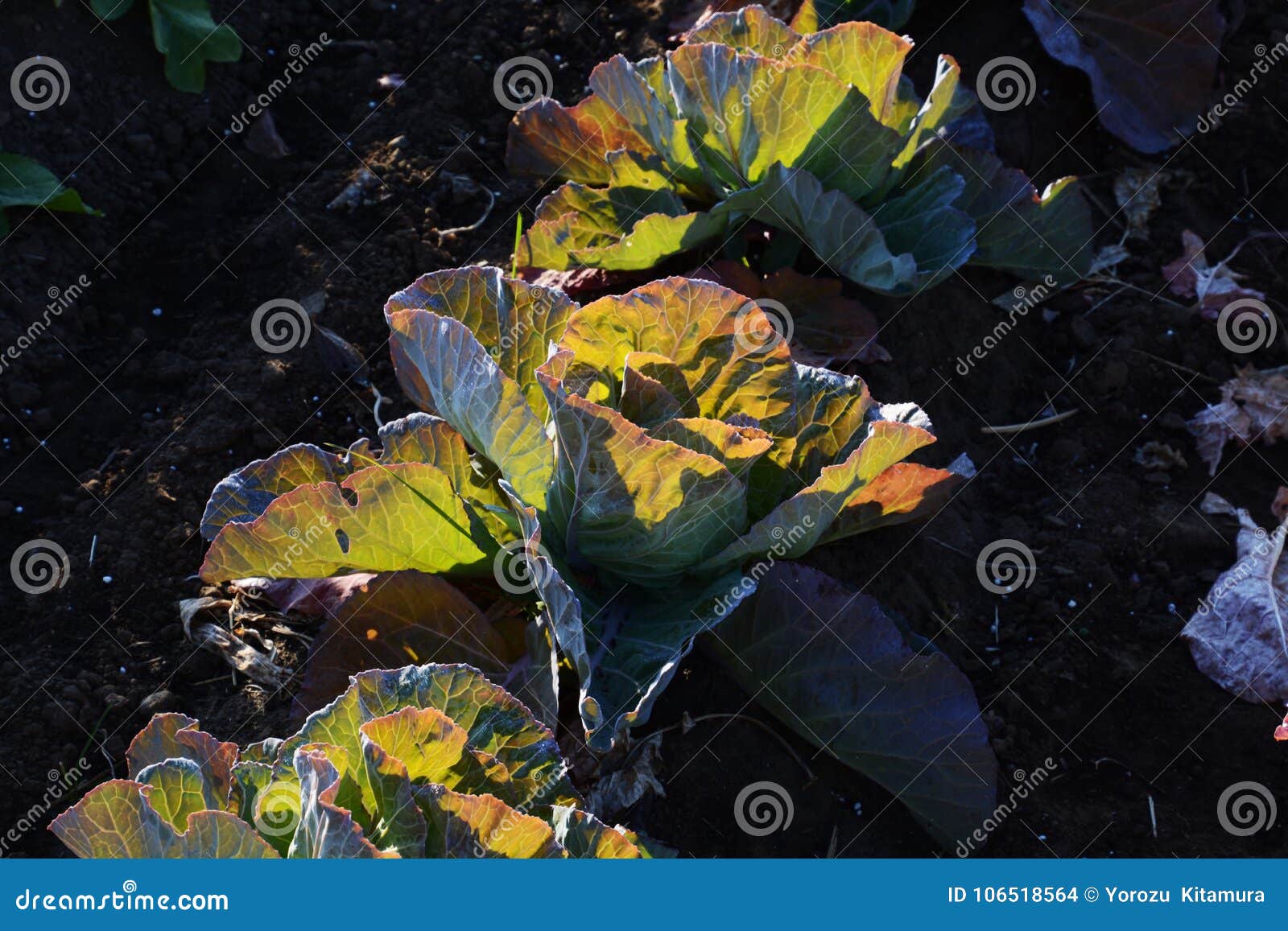 Cabbage stock photo. Image of spherical, shooting, leaf - 106518564