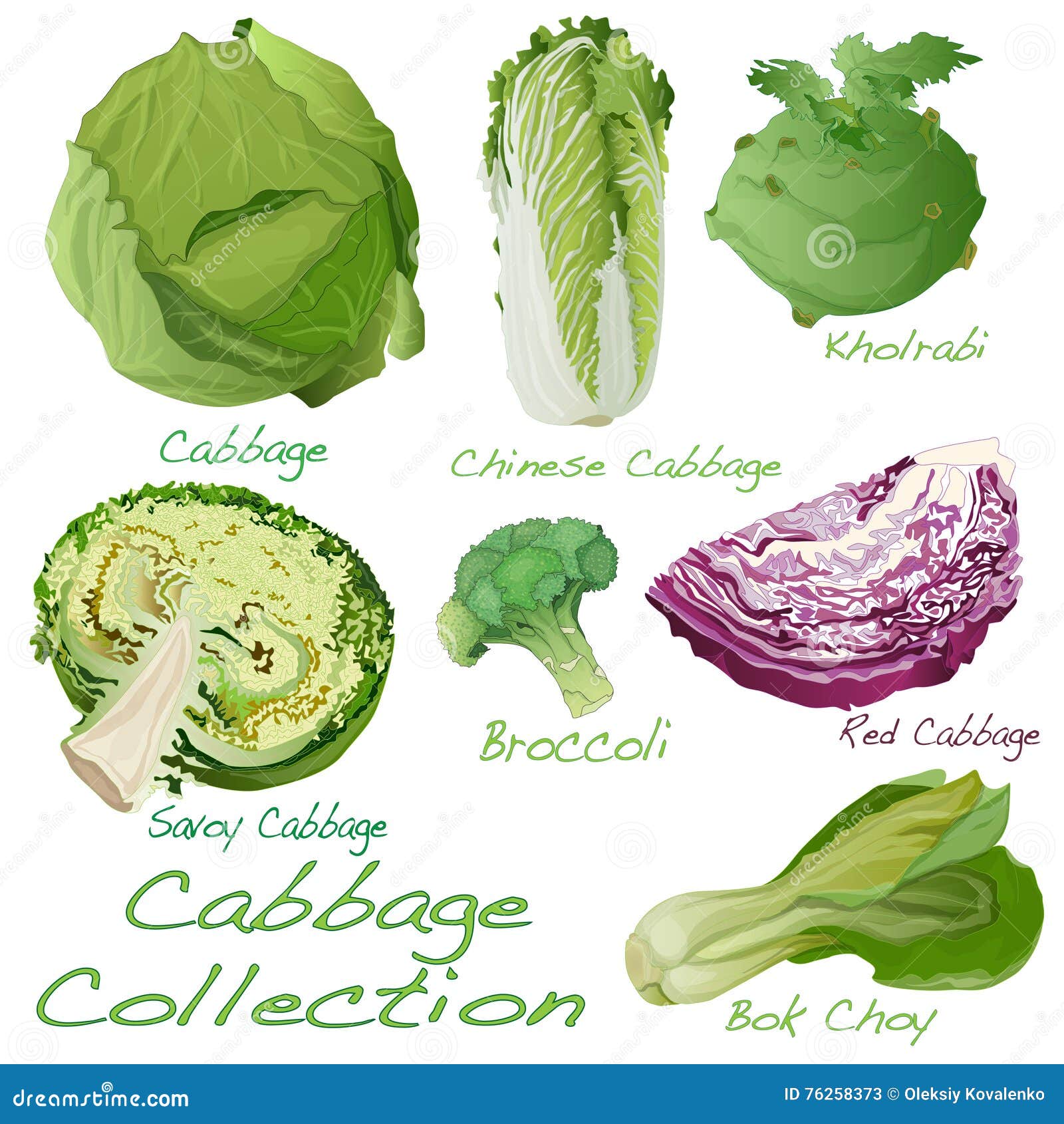 Cabbage Image set on white stock illustration. Illustration of leaf ...
