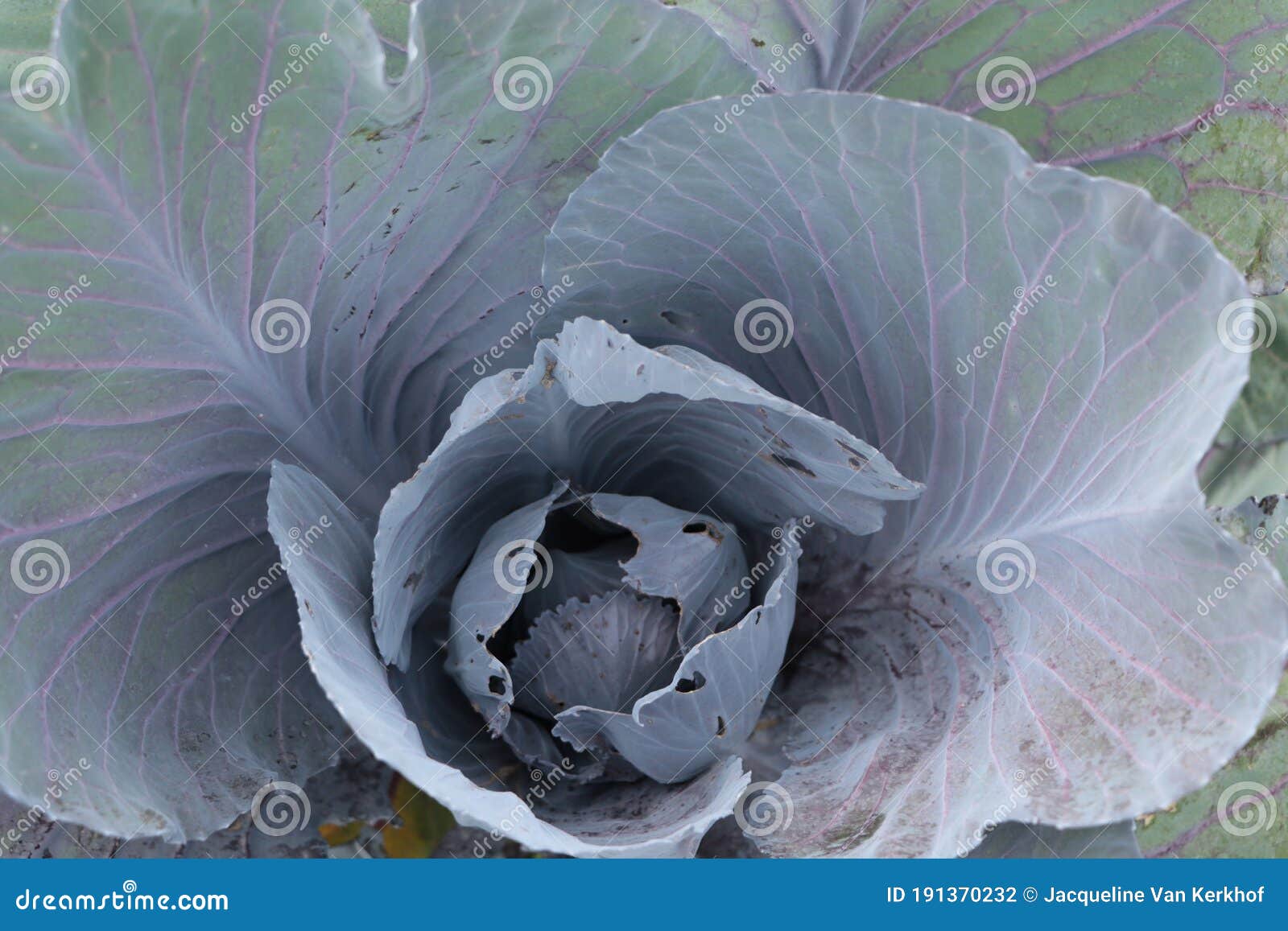 Cabbage insect damage stock photo. Image of high, poor - 191370232