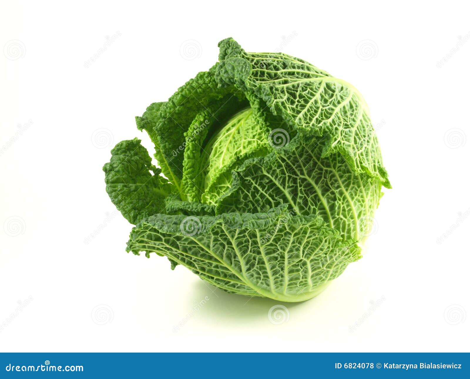 Cabbage, isolated stock photo. Image of background, healthy - 6824078