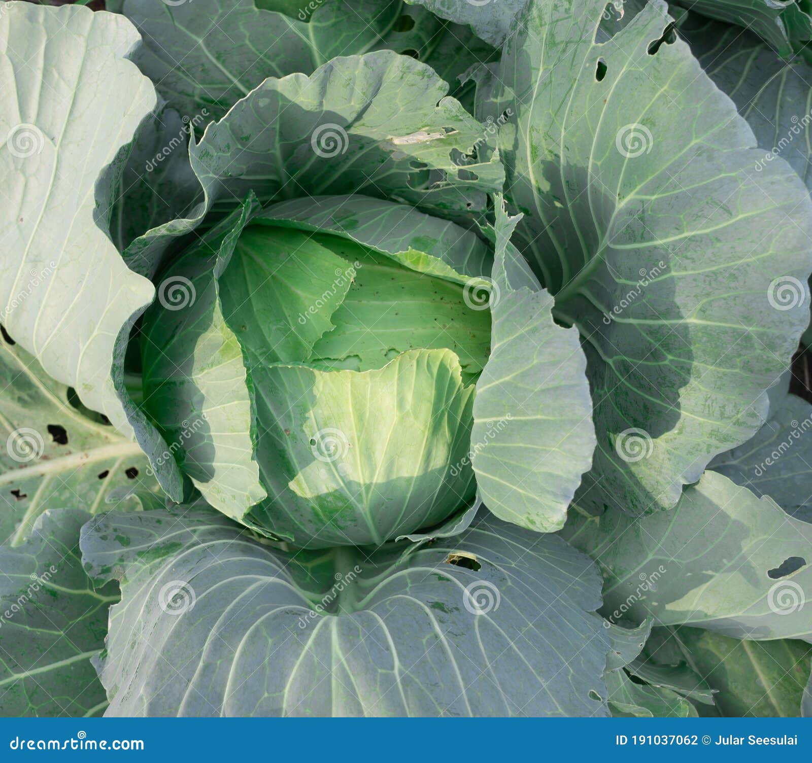 Cabbage Isolated with Copy Space on White Background . Stock Photo ...