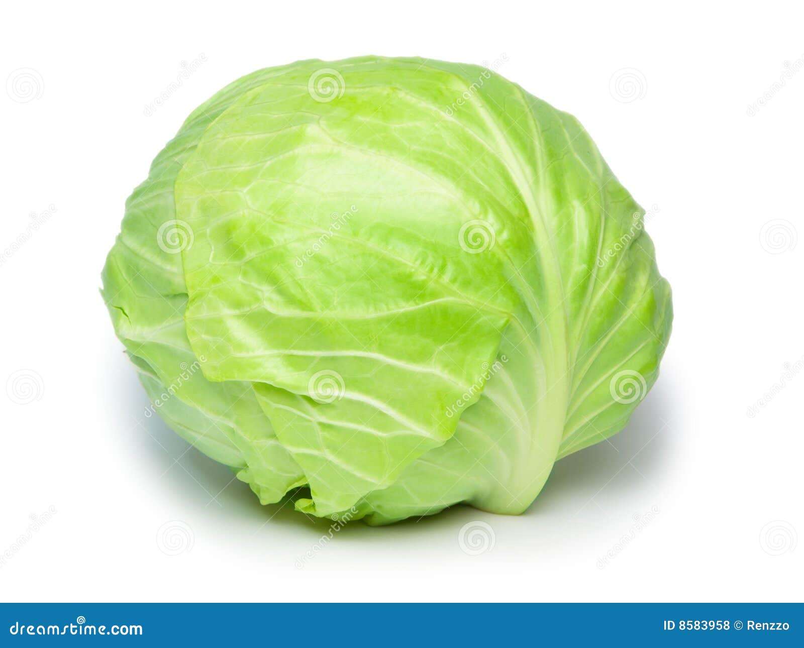Cabbage isolated on white stock photo. Image of natural - 8583958