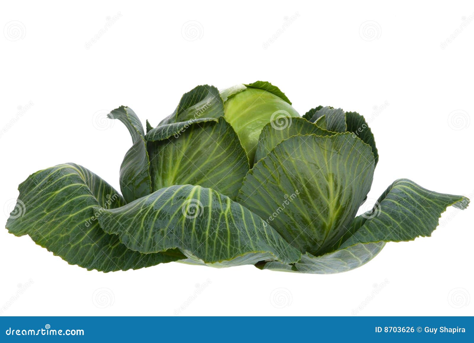 Cabbage isolated on white stock photo. Image of leafy - 8703626