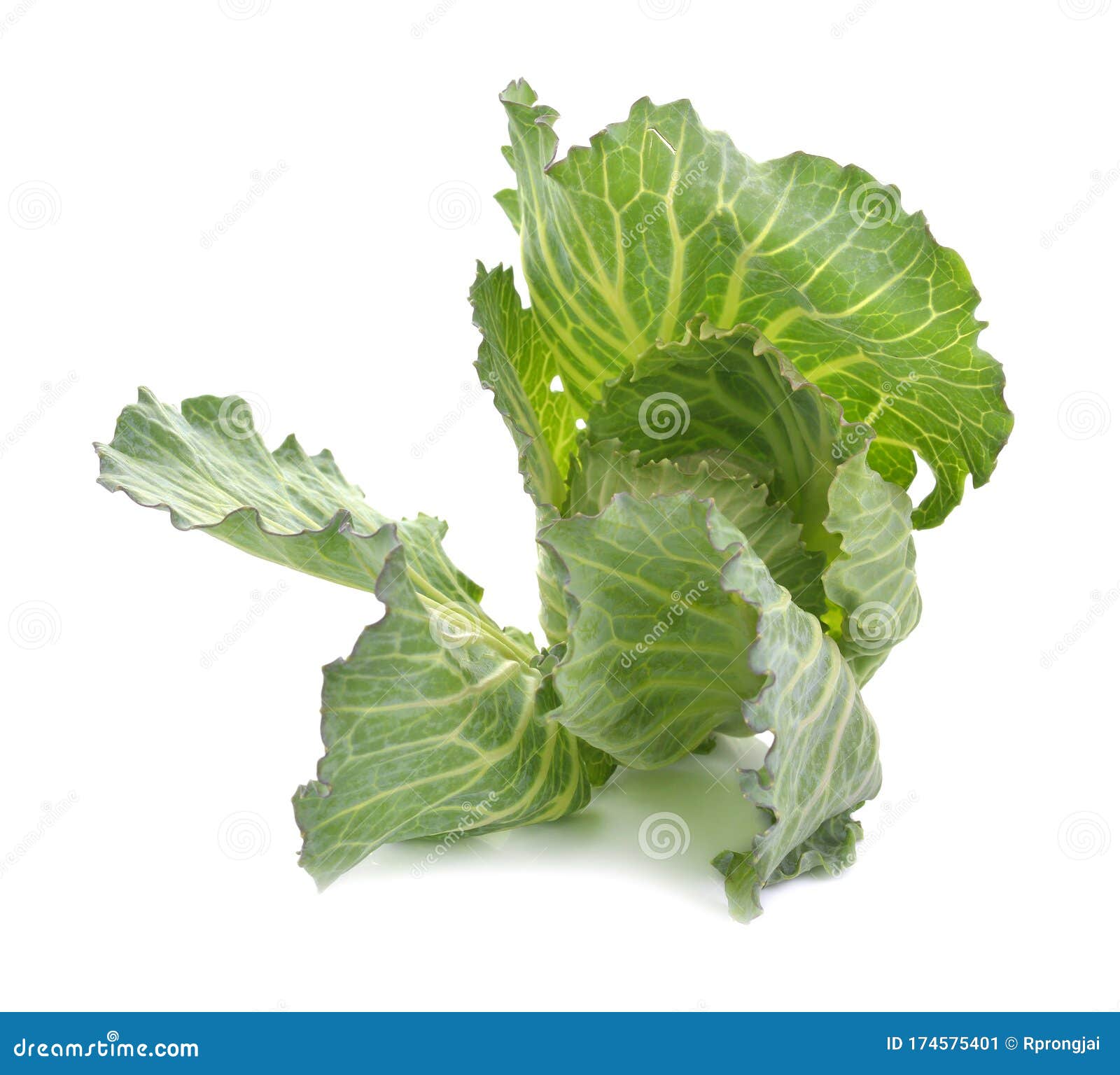 Cabbage Isolated on White Background Stock Image - Image of head, green ...