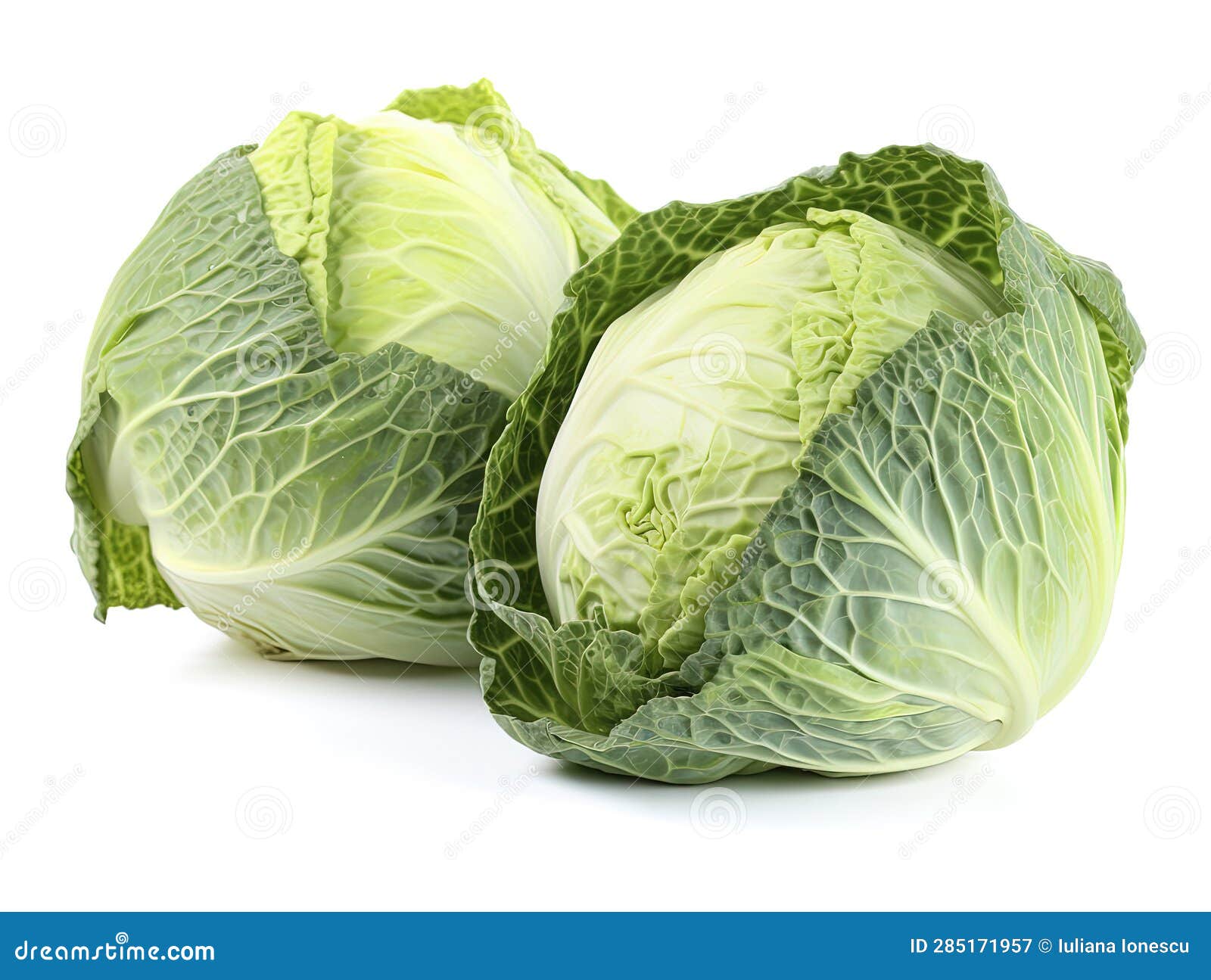 Cabbage Isolated on White Background Stock Illustration - Illustration ...