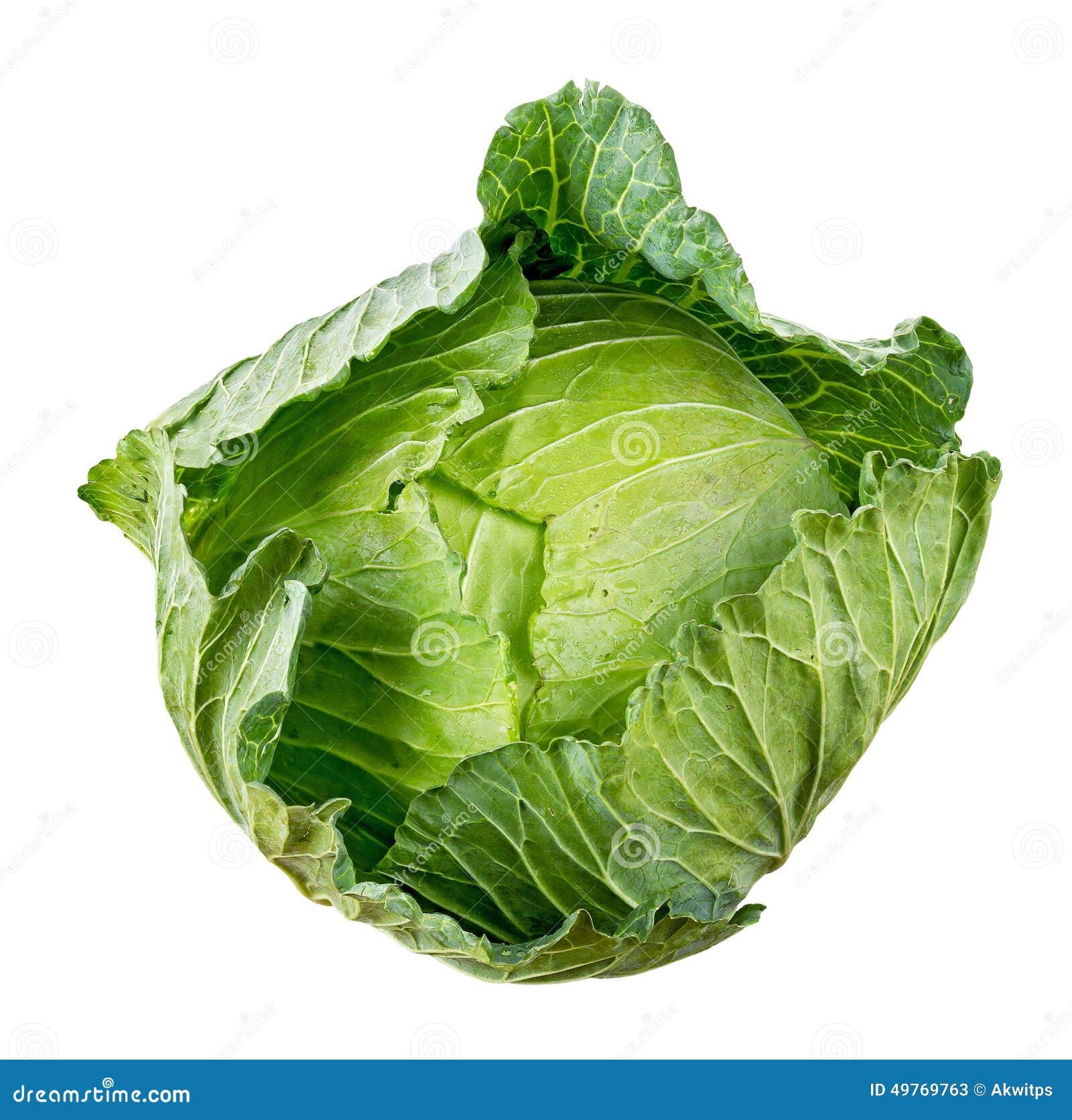 Cabbage isolated on white stock image. Image of cabbage - 49769763