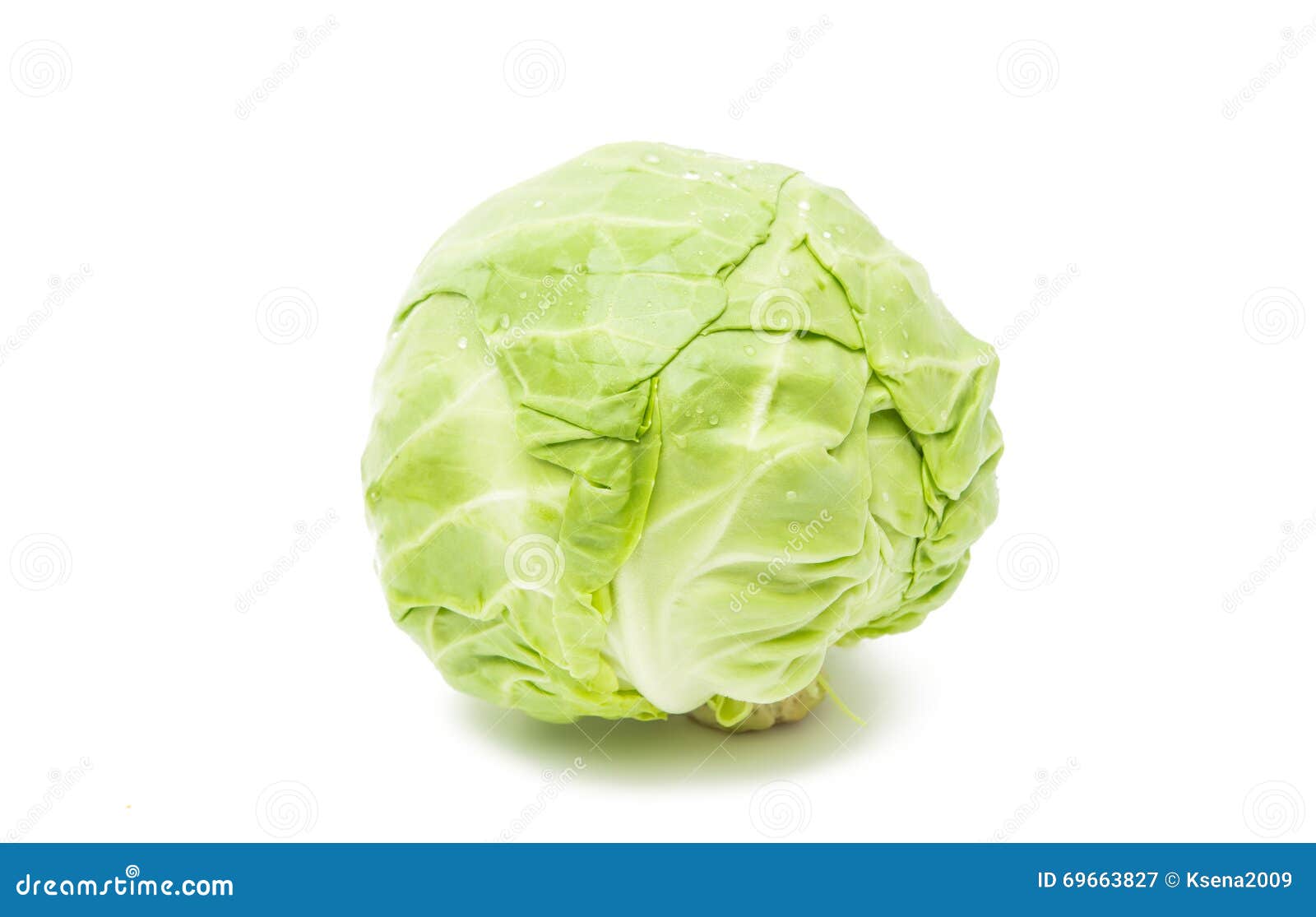 Cabbage isolated stock image. Image of leaf, healthy - 69663827
