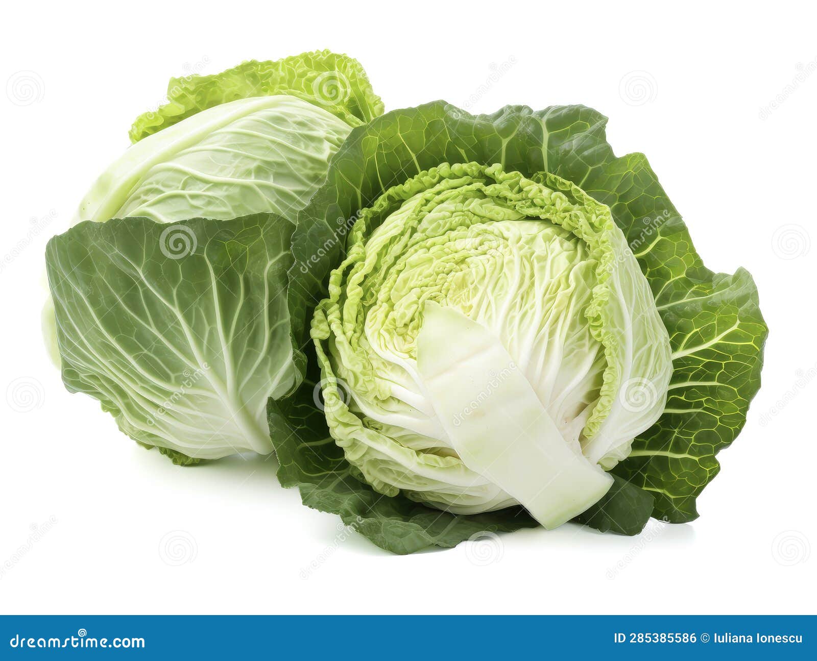 Cabbage Isolated on White Background Stock Illustration - Illustration ...